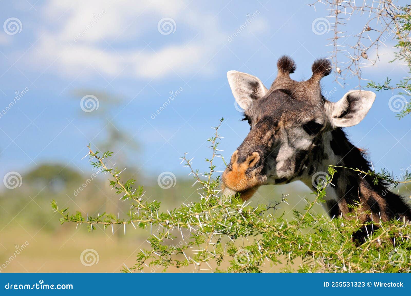 Giraffe Eating Leaves from a Tree in the Wild Stock Image - Image of ...