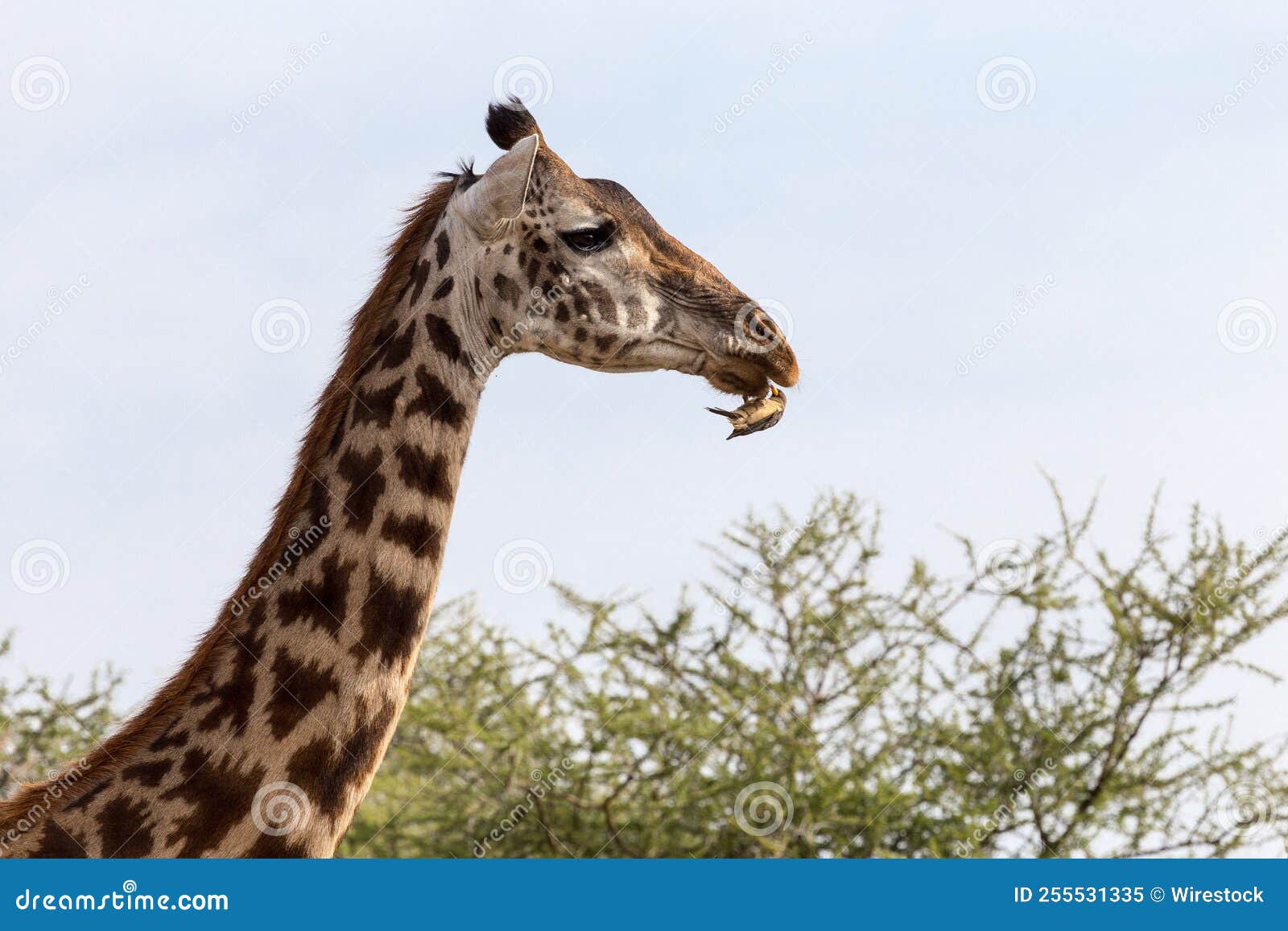 Giraffe Eating Leaves from a Tree in the Wild Stock Image - Image of ...