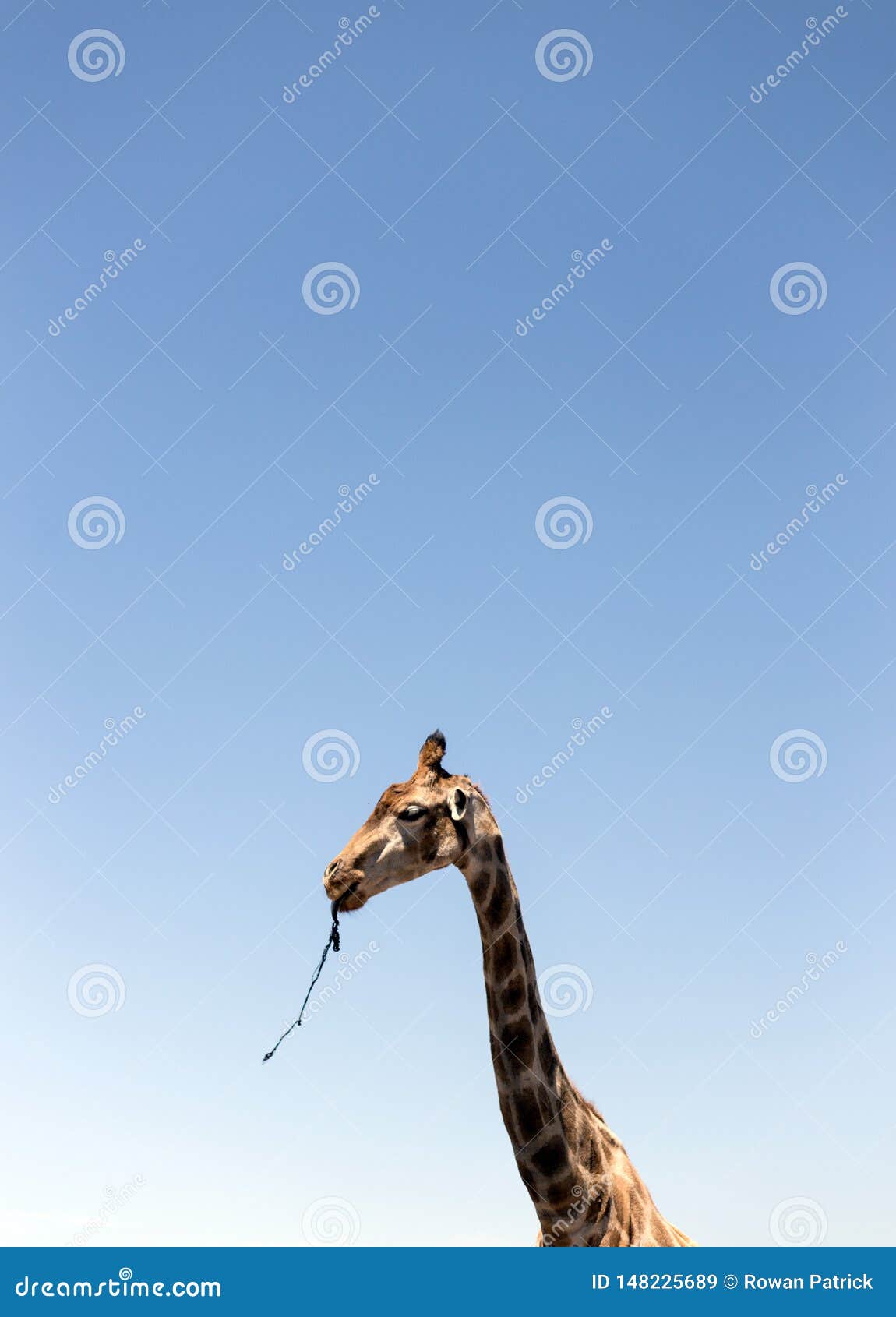 Giraffe eating plastic stock image. Image of environmental - 148225689 Giraffe eating plastic stock image. Image of environmental - 148225689