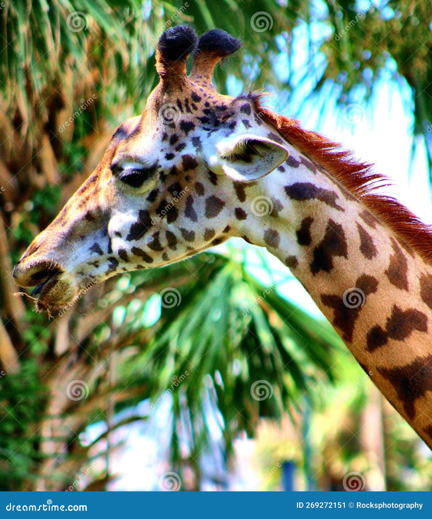 Giraffe Eating A Snack In Tree Royalty-Free Stock Photography ...