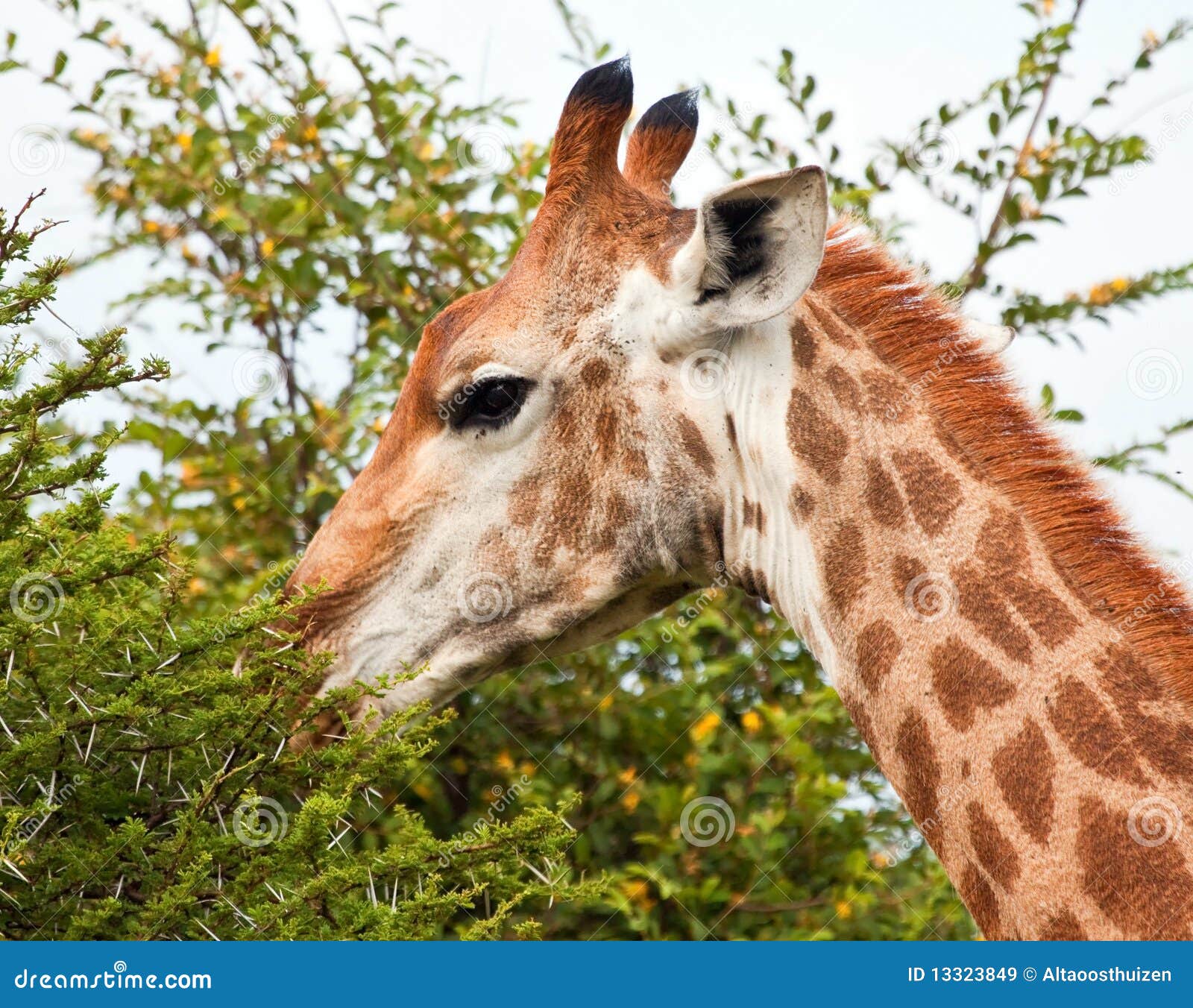 Giraffe Eating from a Thorn Tree Stock Image - Image of observing ...