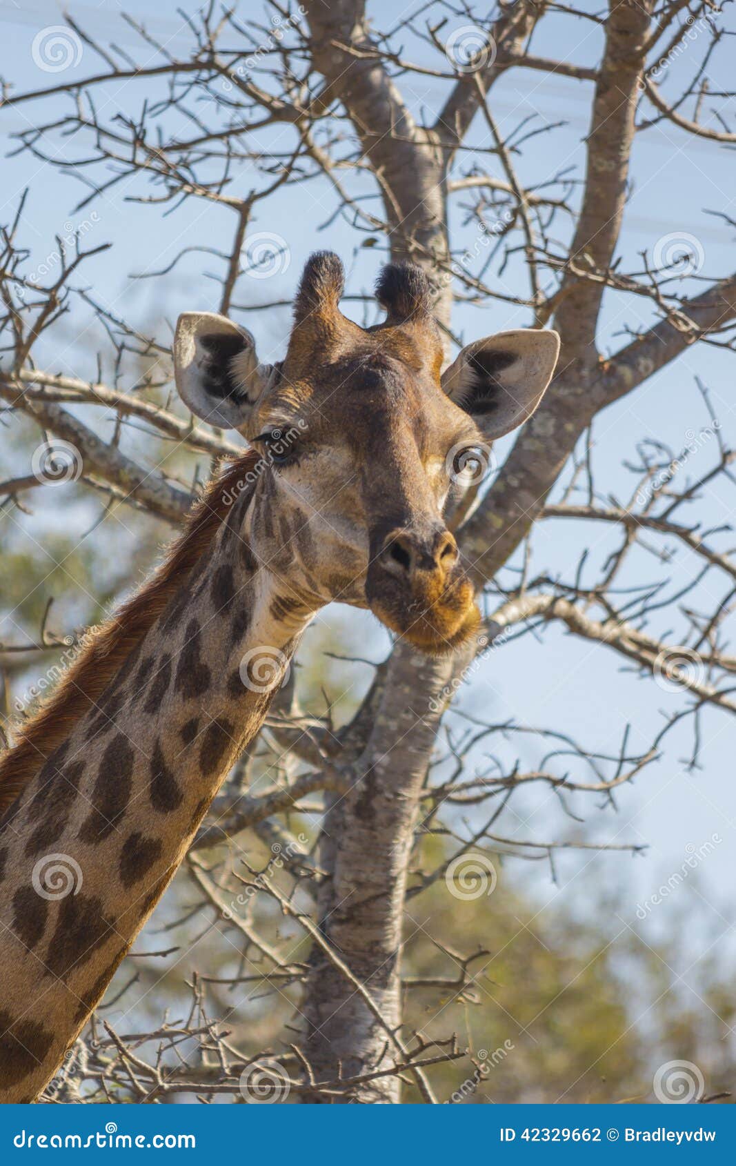Giraffe Eating at the Tops of Trees 2 Stock Photo - Image of high ...