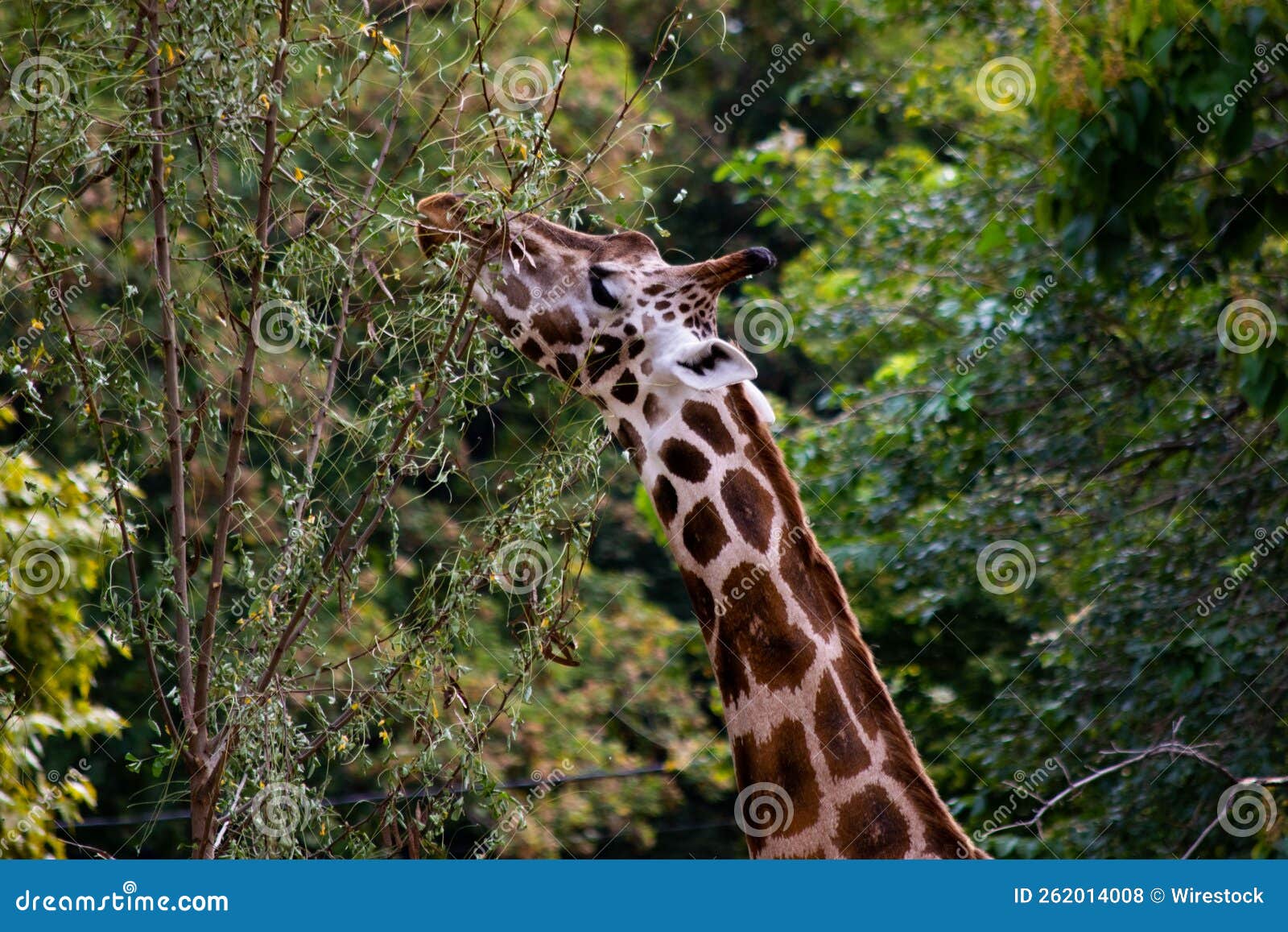 Giraffe eating from a tree stock photo. Image of wildlife - 262014008