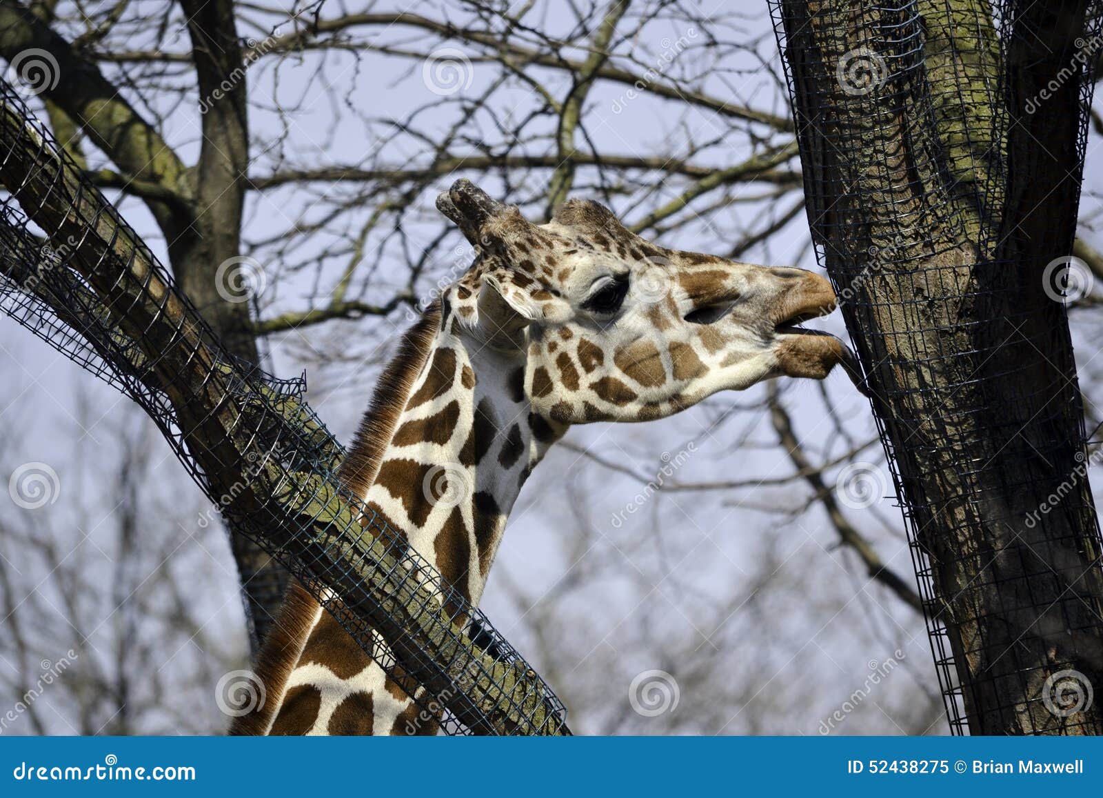 Giraffe Eating stock image. Image of animals, outdoors - 52438275