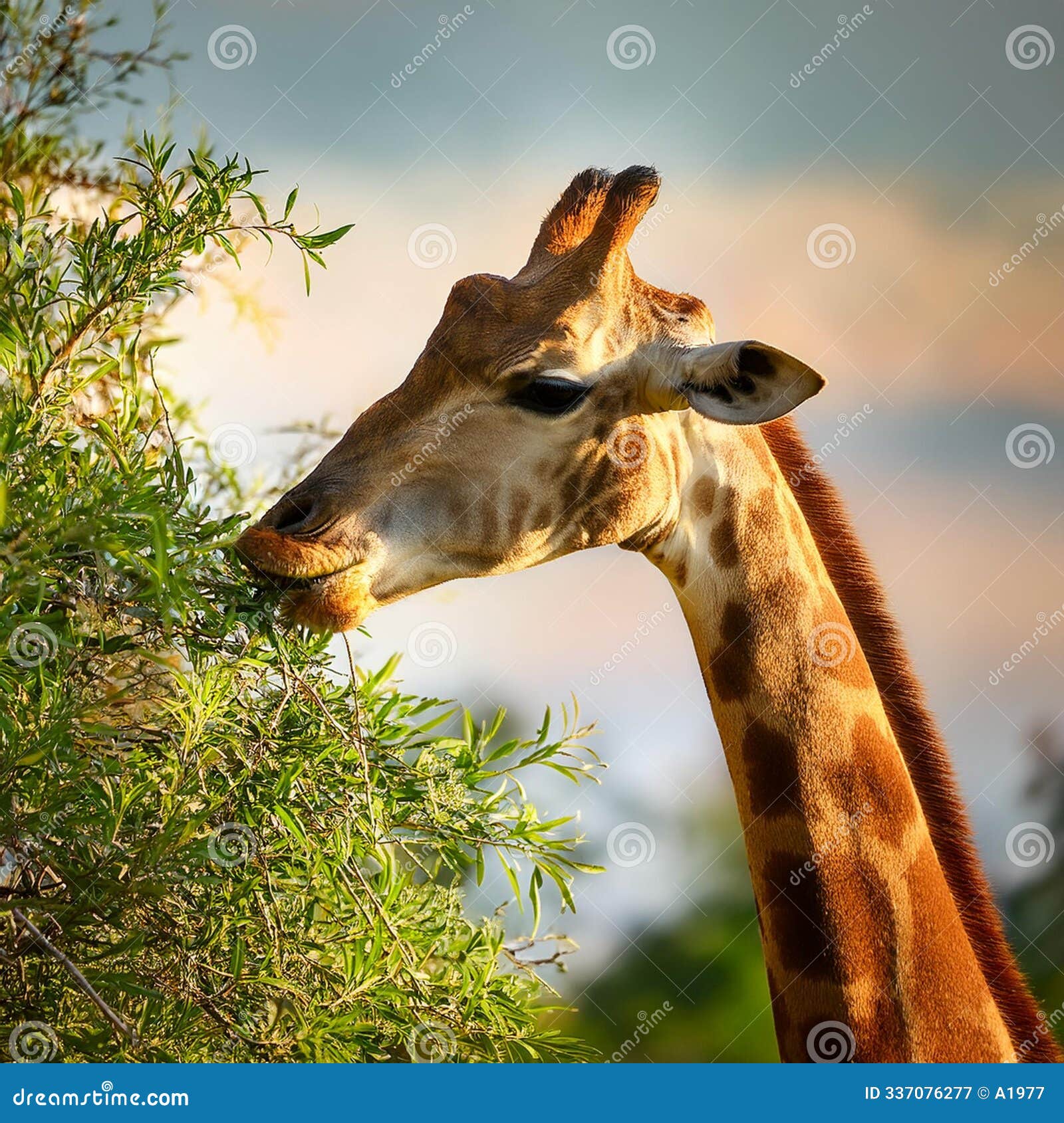 Giraffe Eating Leaves From A Tall Tree Royalty-Free Stock Image ...