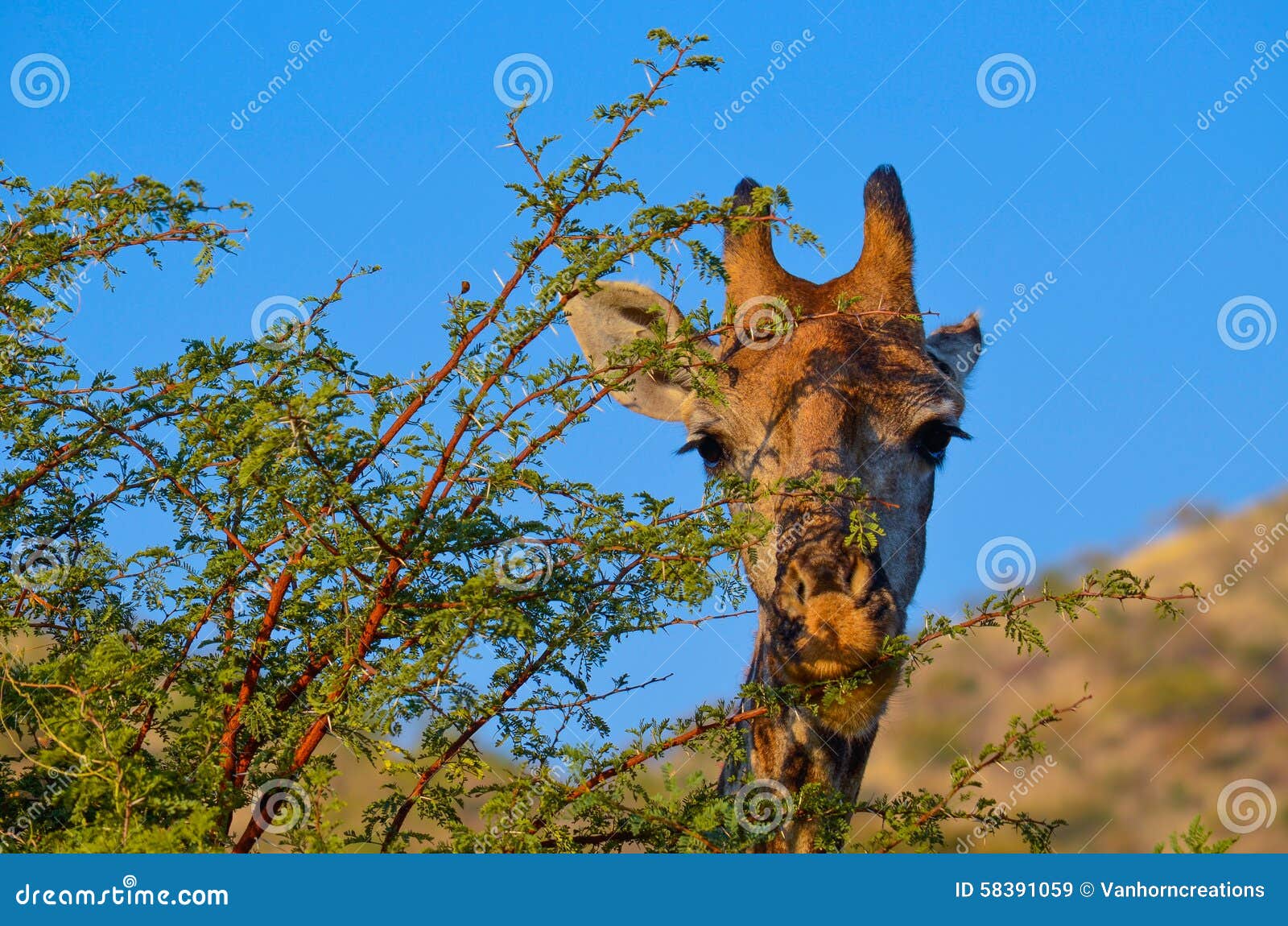Giraffe eating from a tree stock image. Image of adult - 58391059