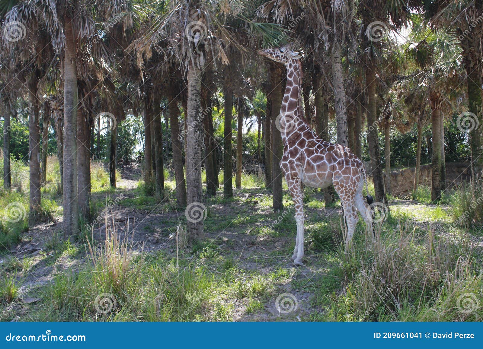 Giraffe Eating Tree Leaves in the Landscape Stock Image - Image of ...