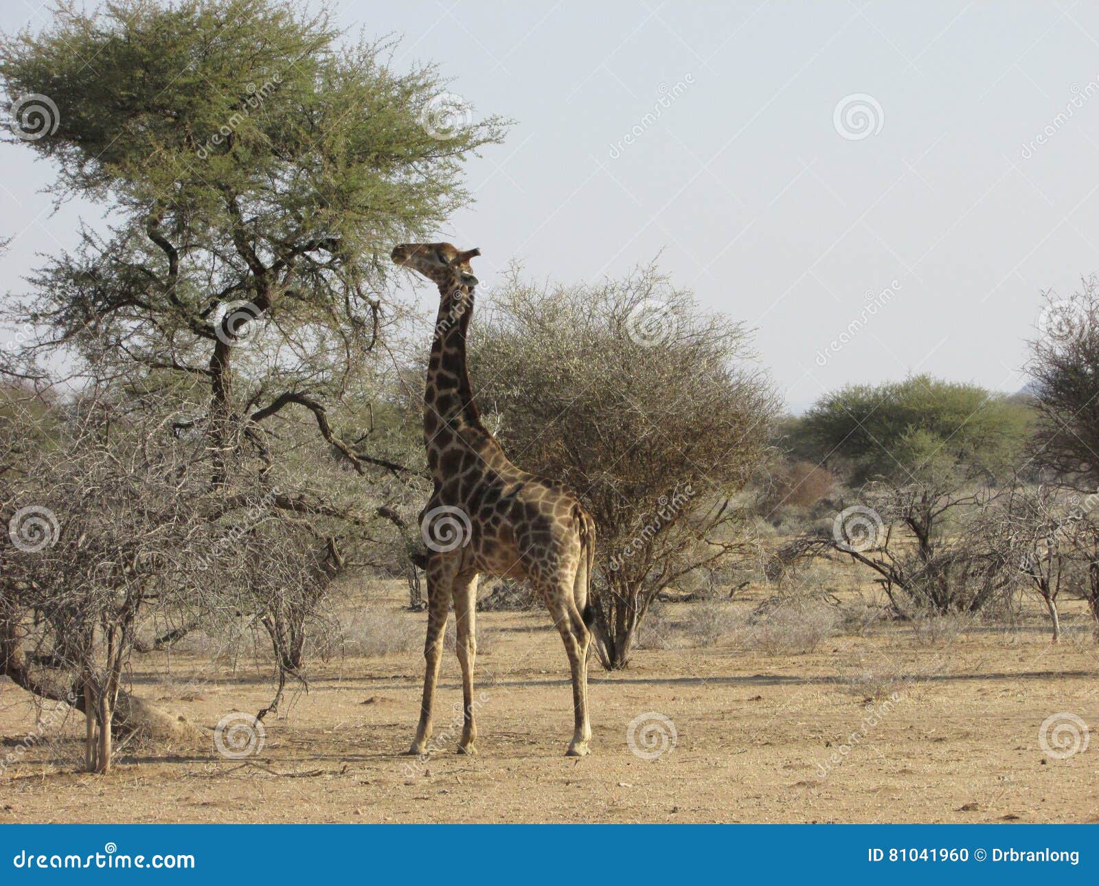 Giraffe eating tree top stock photo. Image of wildlife - 81041960
