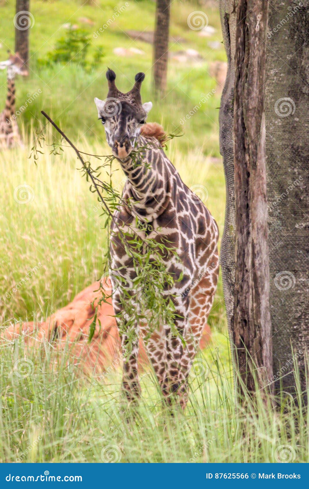 Giraffe Eating from a Tree stock photo. Image of green - 87625566