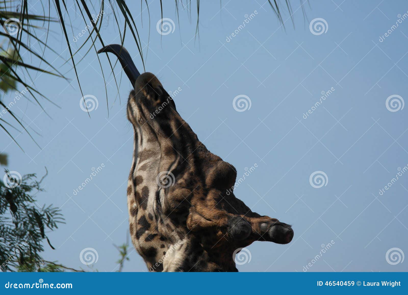 Giraffe eating from a tree stock image. Image of tree - 46540459