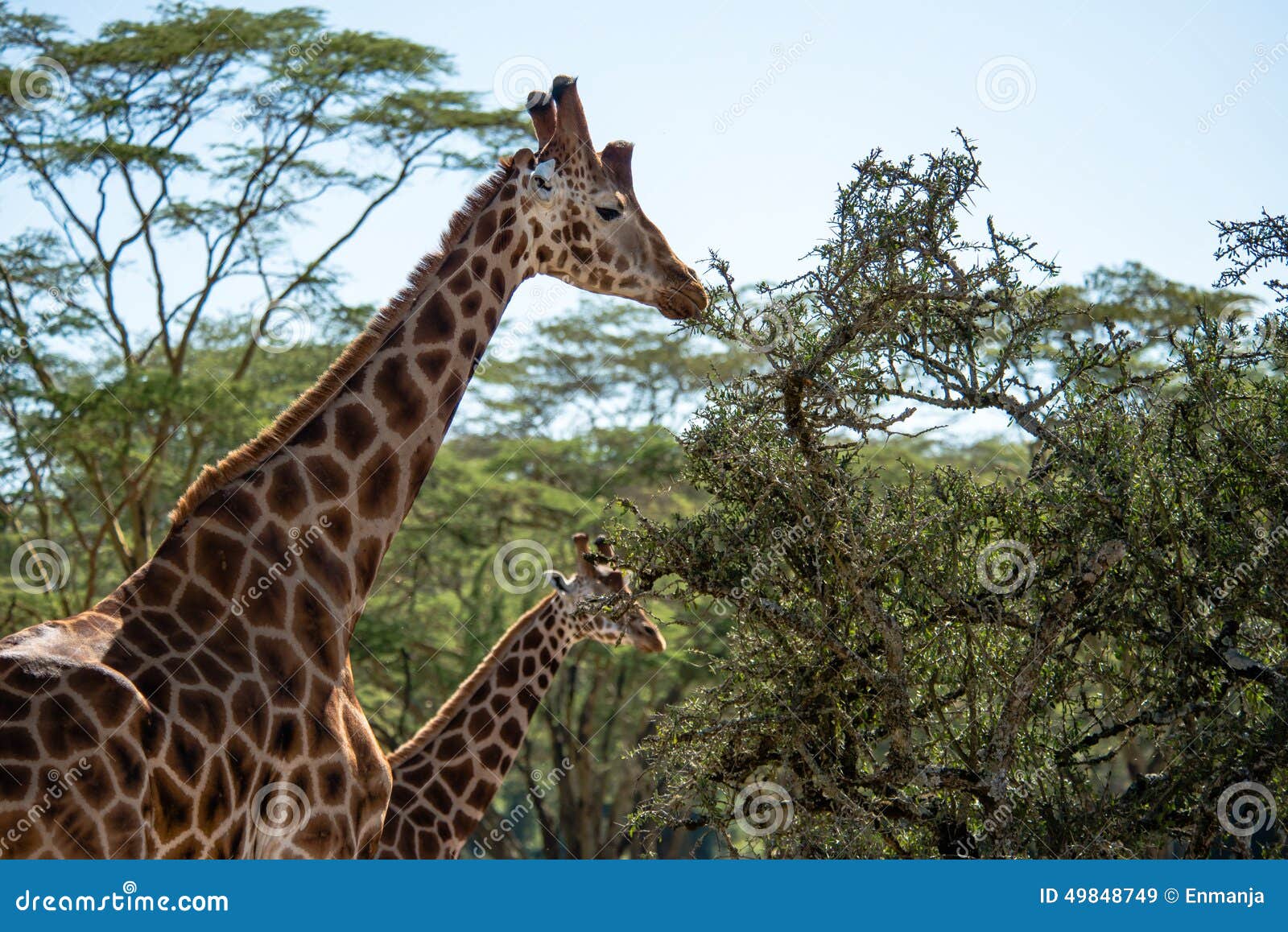 Giraffe Eating from the Trees Stock Image - Image of wilderness, baby ...