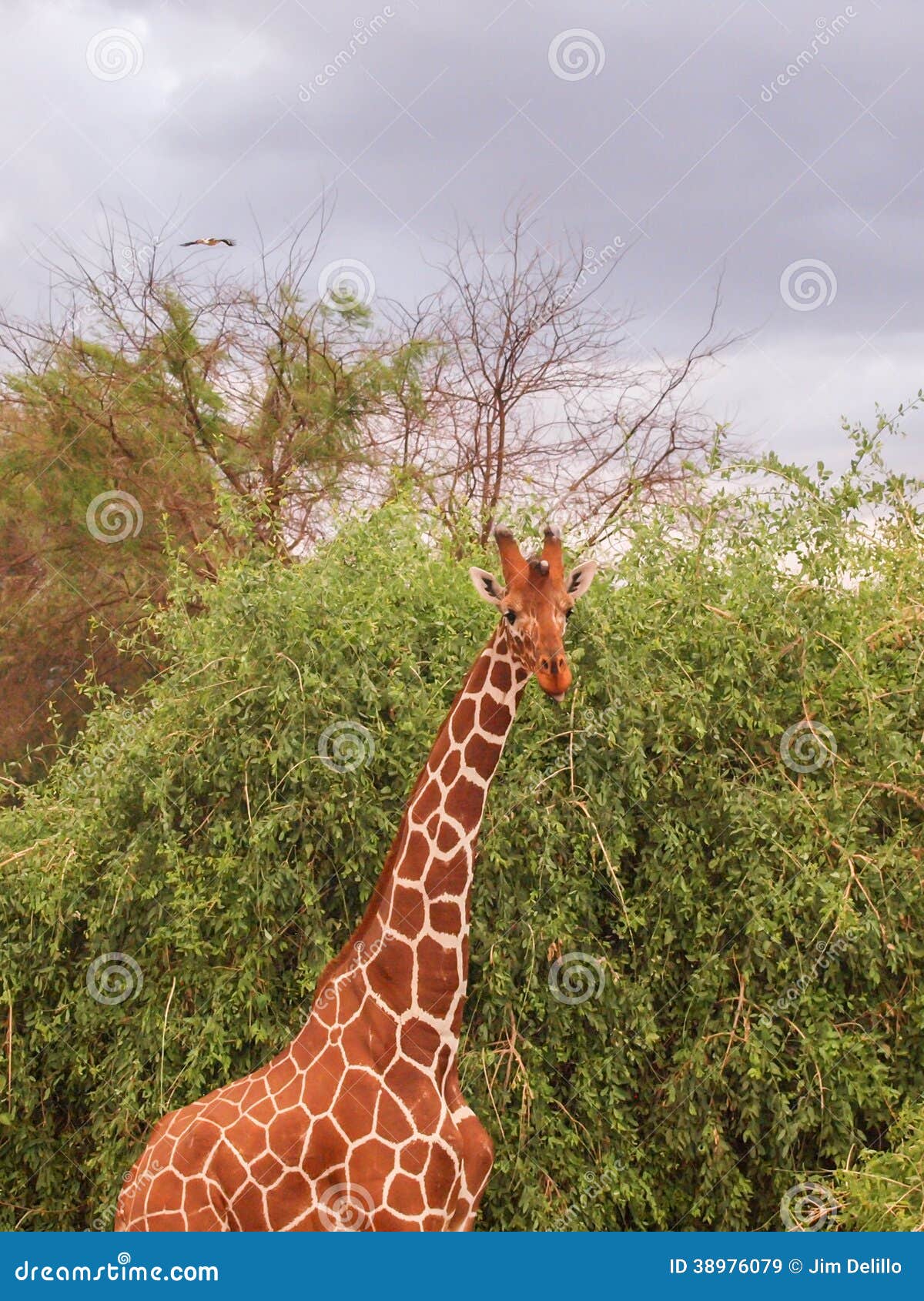 Giraffe eating from tree stock image. Image of wildlife - 38976079
