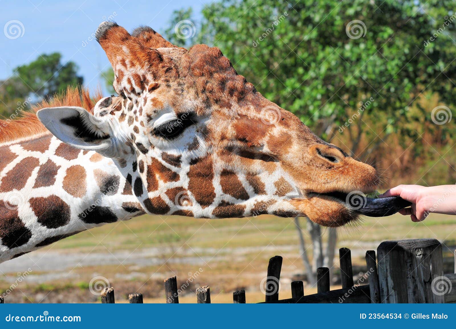 Giraffe Eating from a Woman S Hand Stock Photo - Image of leaves, great ...