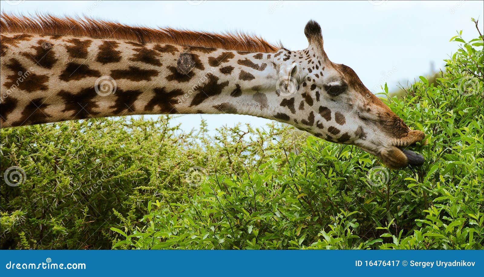 The giraffe eats. stock image. Image of african, elegant - 16476417