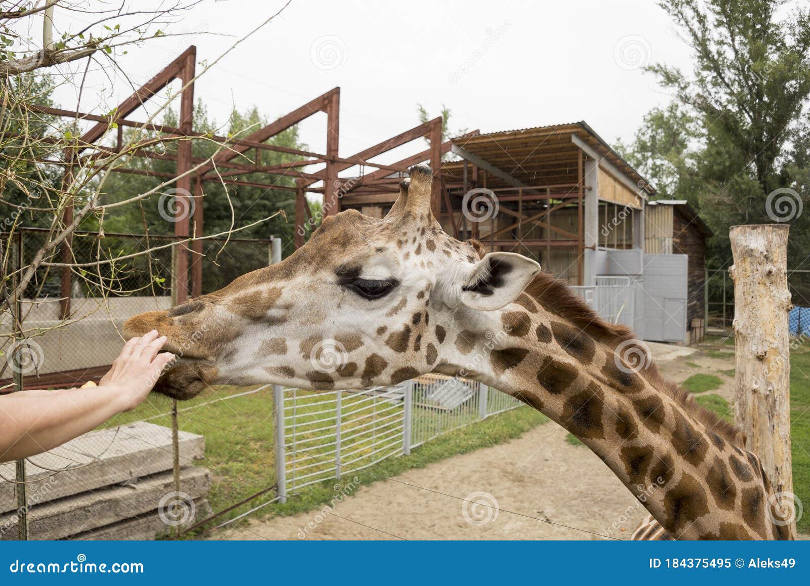 Giraffe Eats an Apple with Hand Stock Image - Image of people ...