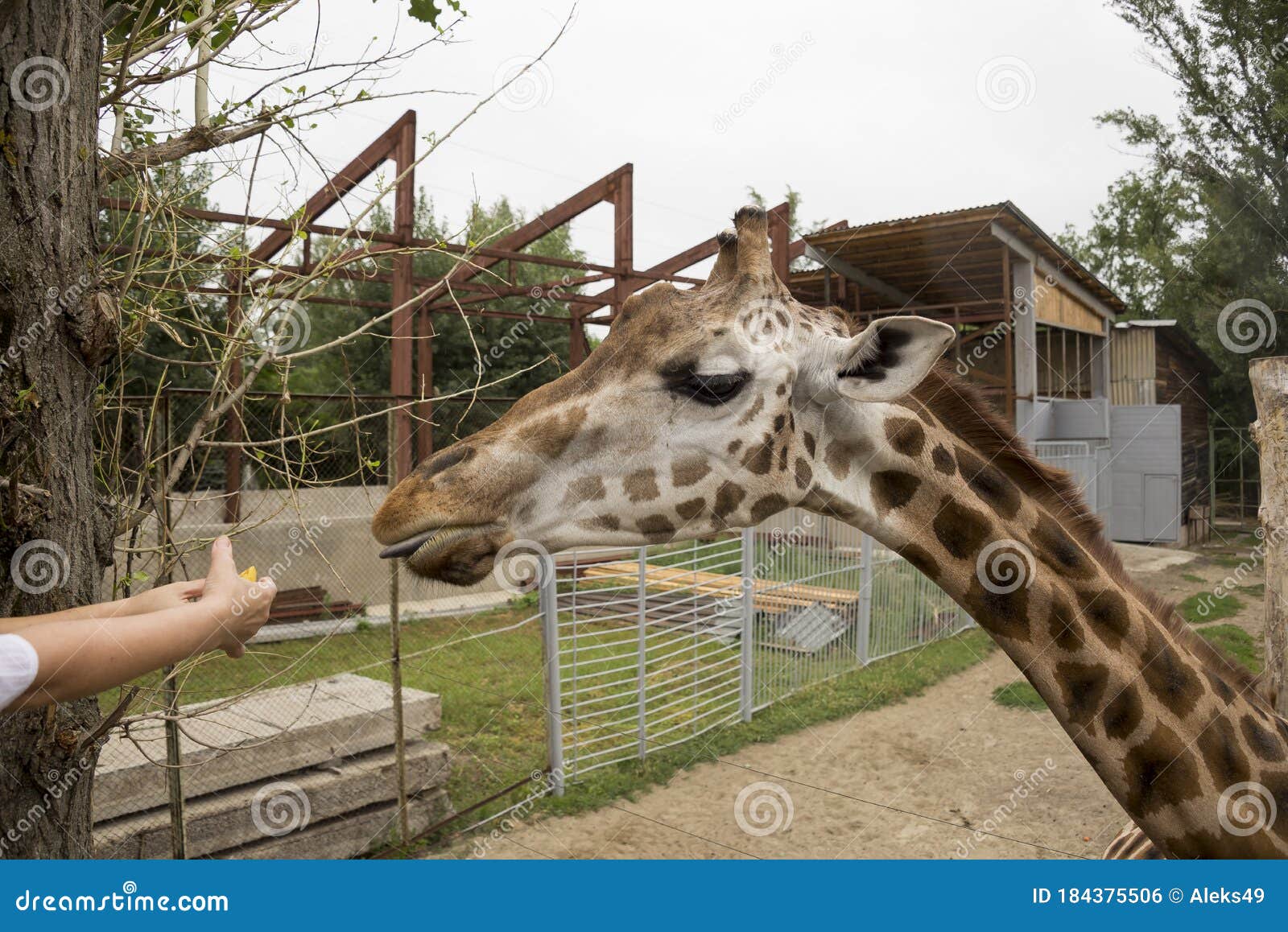 Giraffe Eats an Apple with Hand Stock Photo - Image of human, mammal ...