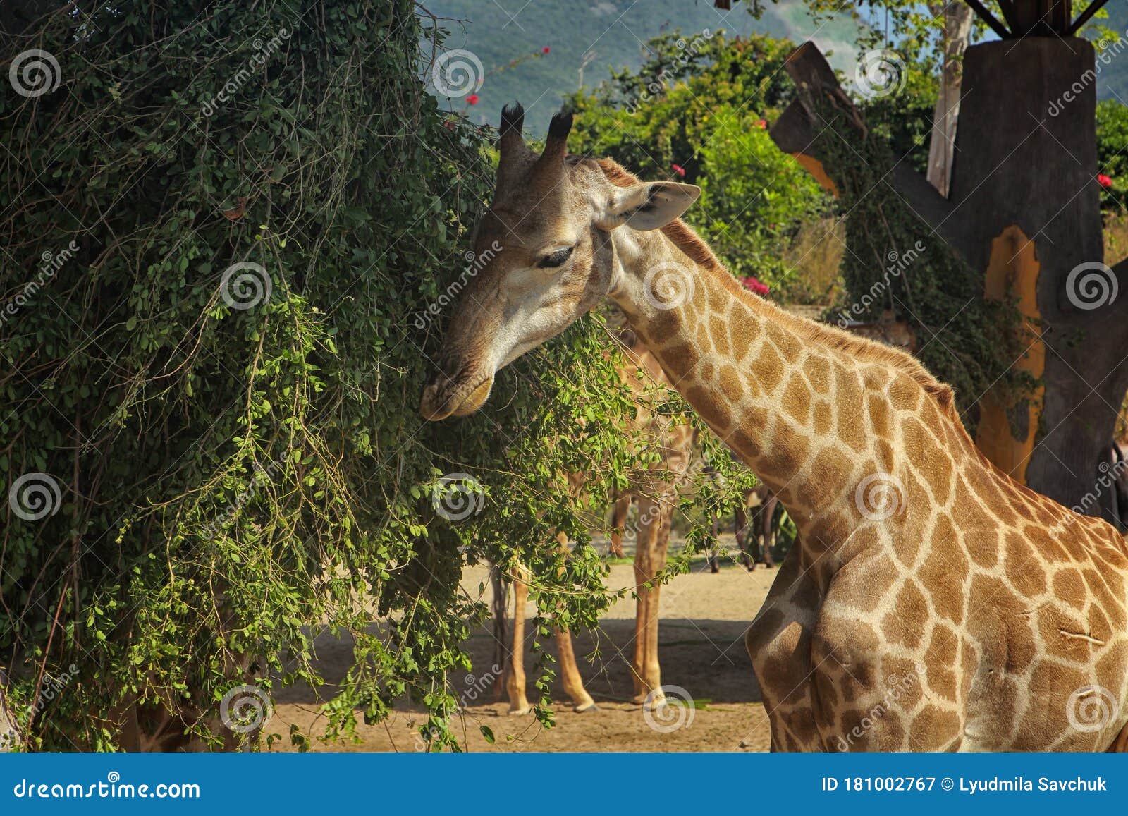 Giraffe eats grass stock image. Image of safari, elephant - 181002767