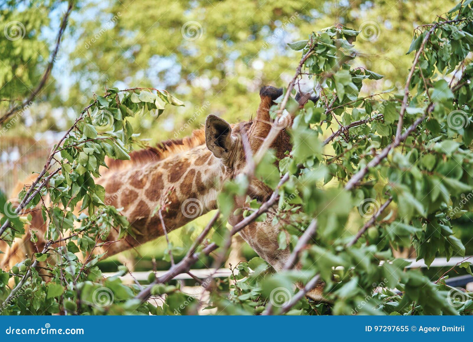 Giraffe Eats Leaves in the Summer at the Zoo Stock Image - Image of ...