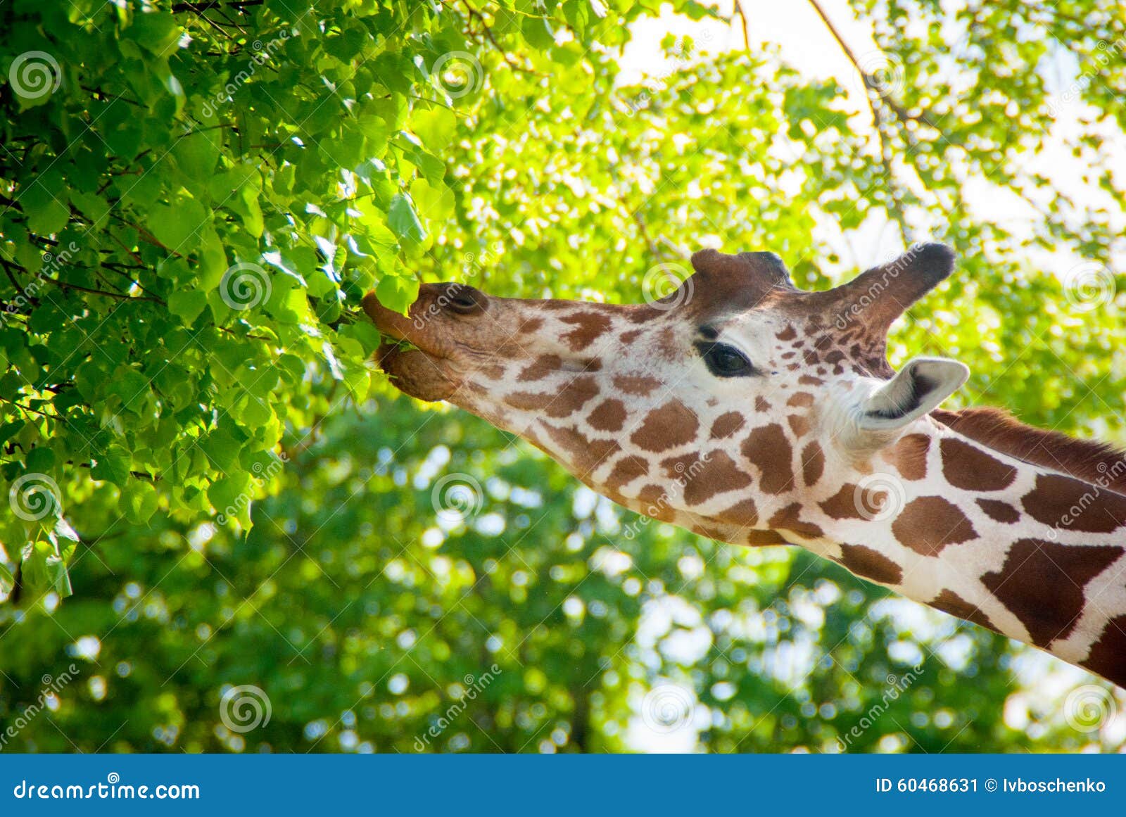 Giraffe Eats Leaves from a Tree Stock Image - Image of nature, wild ...