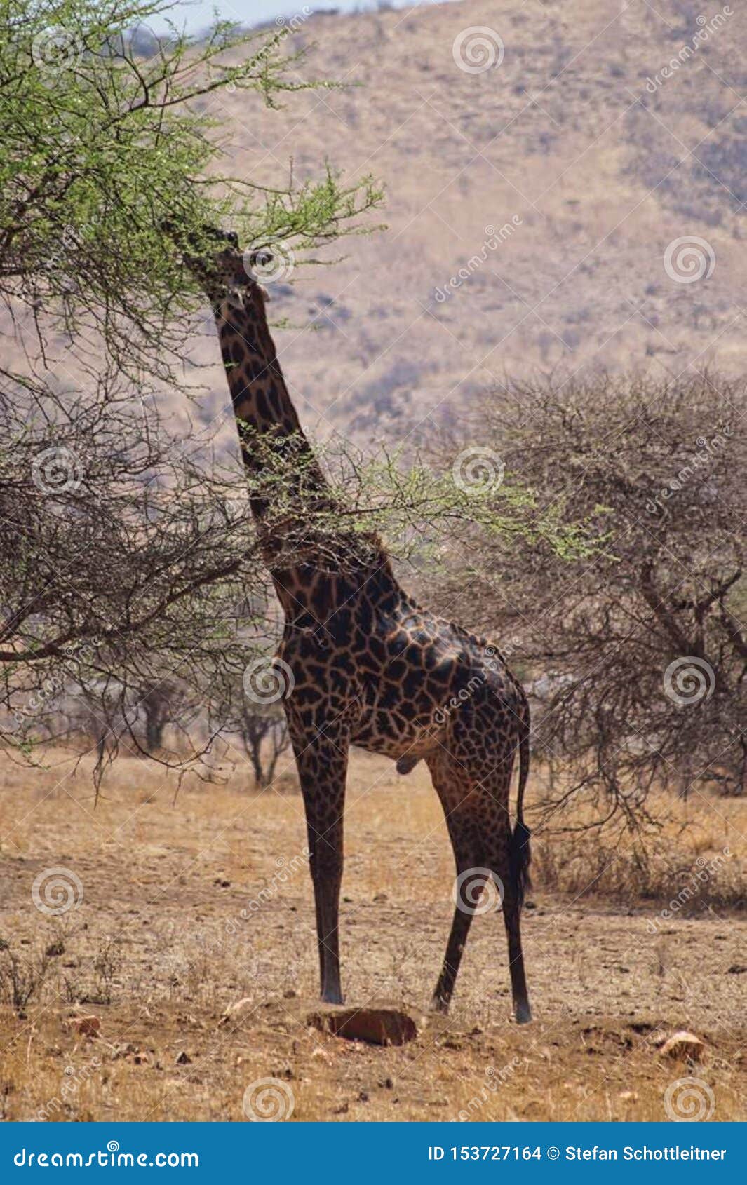 A giraffe eats from a tree stock photo. Image of nature - 153727164