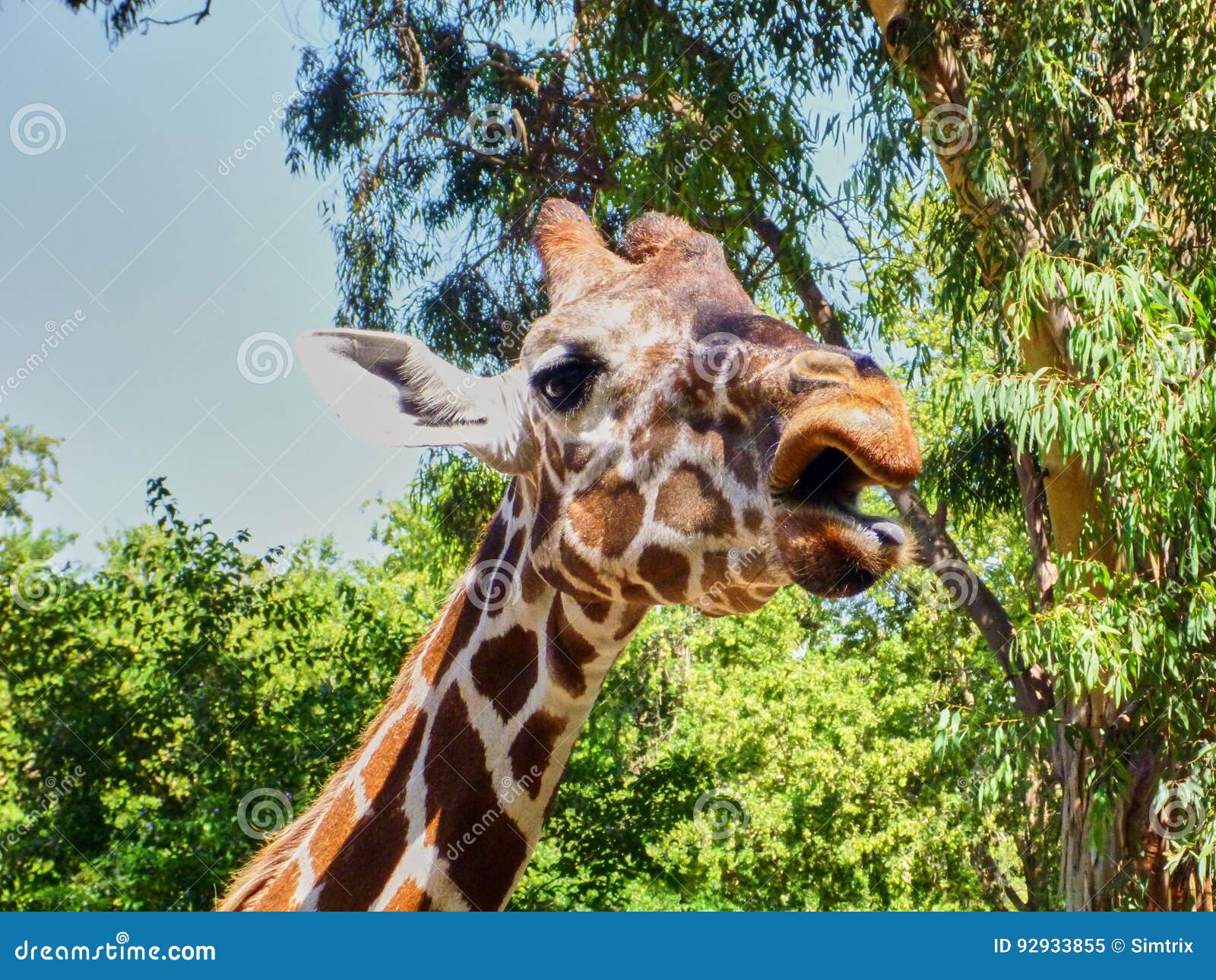Giraffe Eats in the Zoo of China Stock Image - Image of giraffe, grass ...