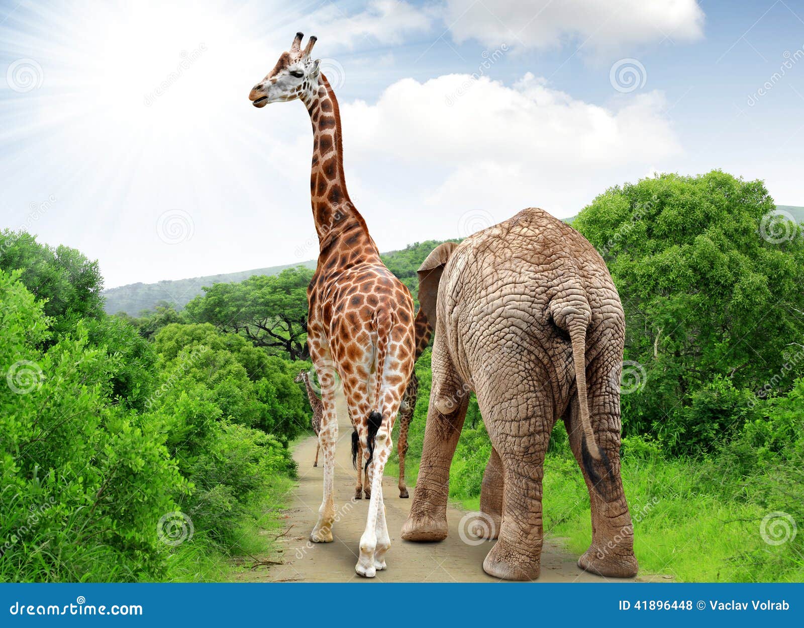 Giraffe and elephant stock photo. Image of african, conservation - 41896448