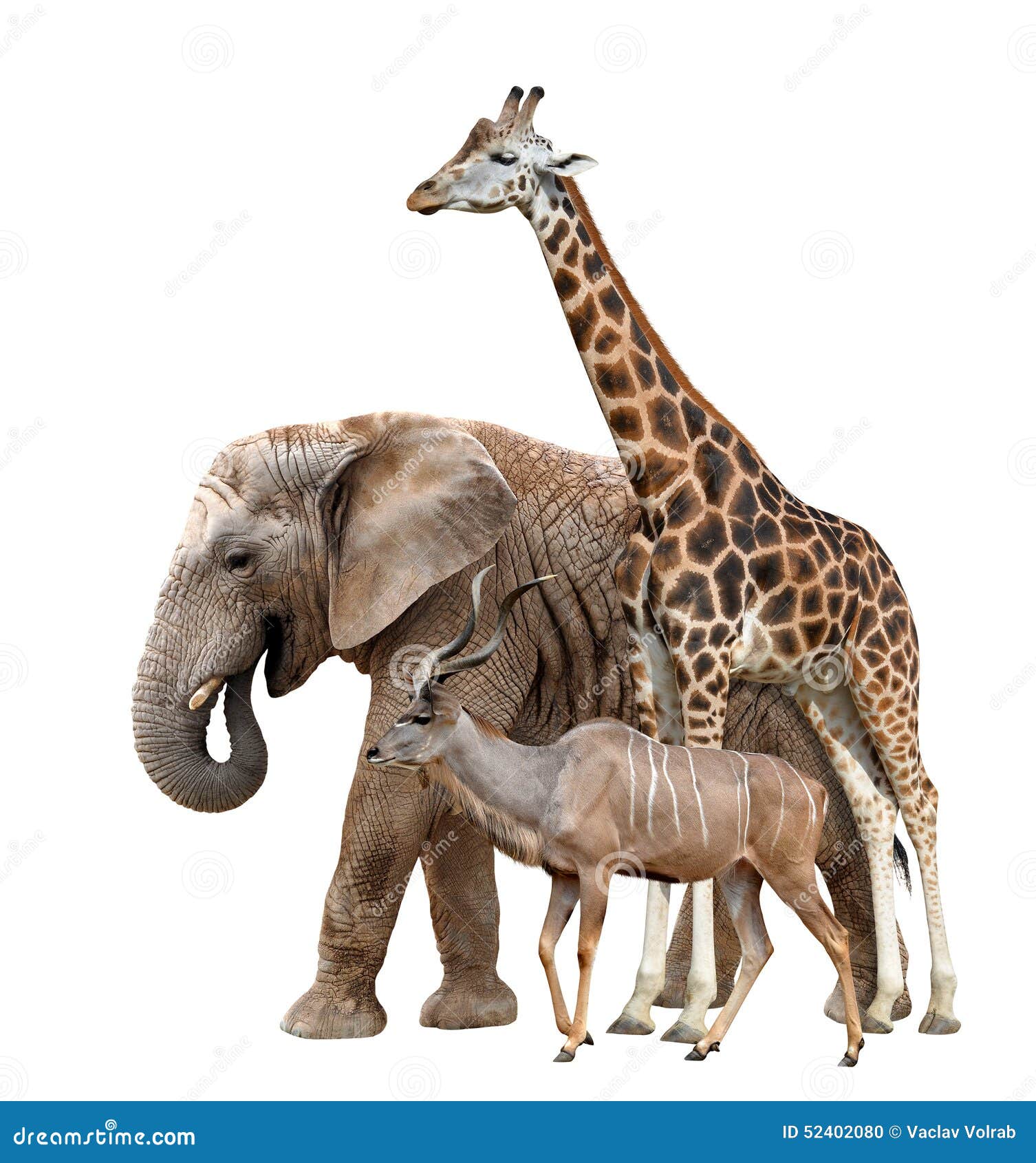 Giraffe And Elephant Carrying Blank Sign Royalty-Free Stock Photography ...