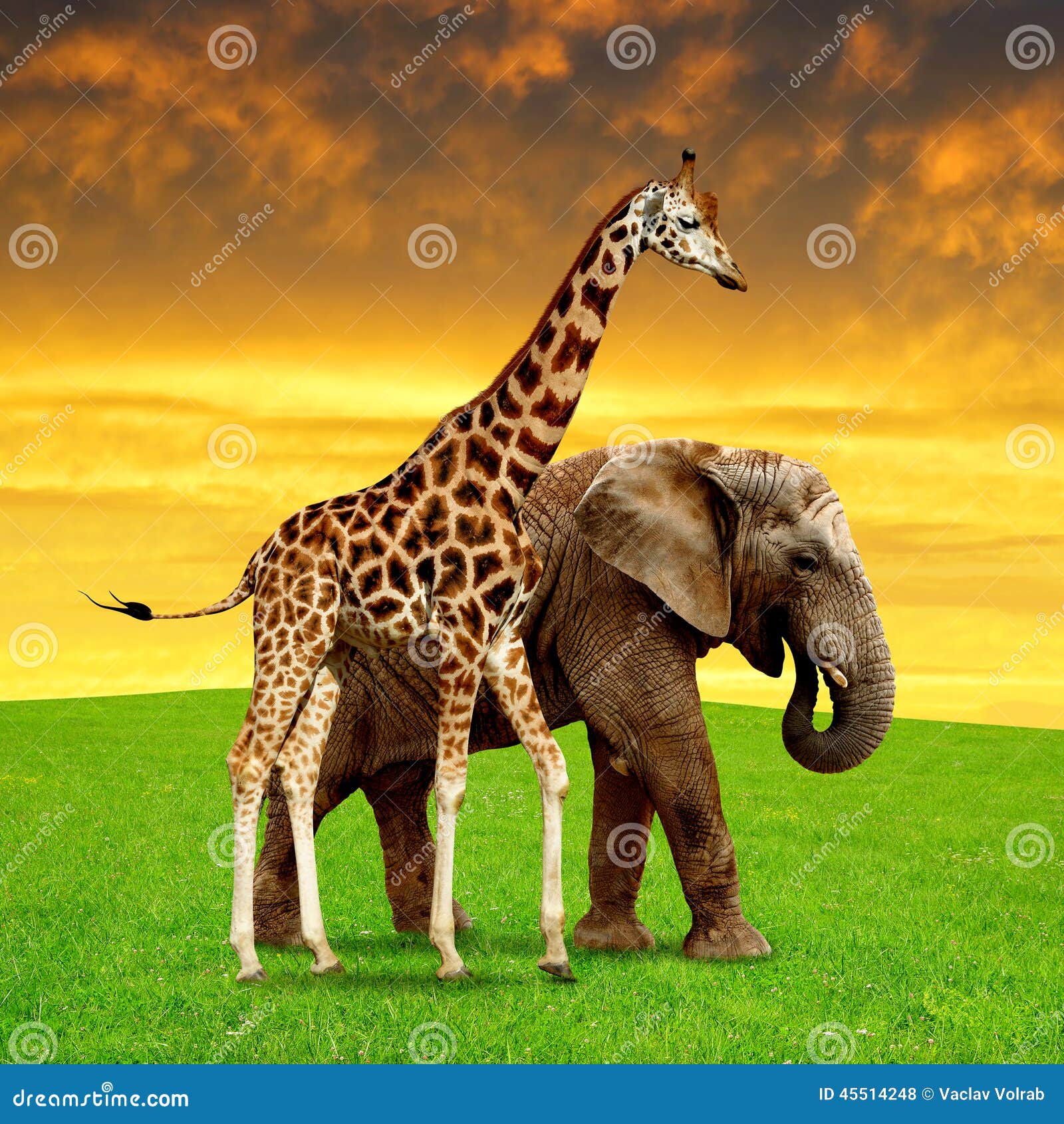 Elephant Vs Giraffe