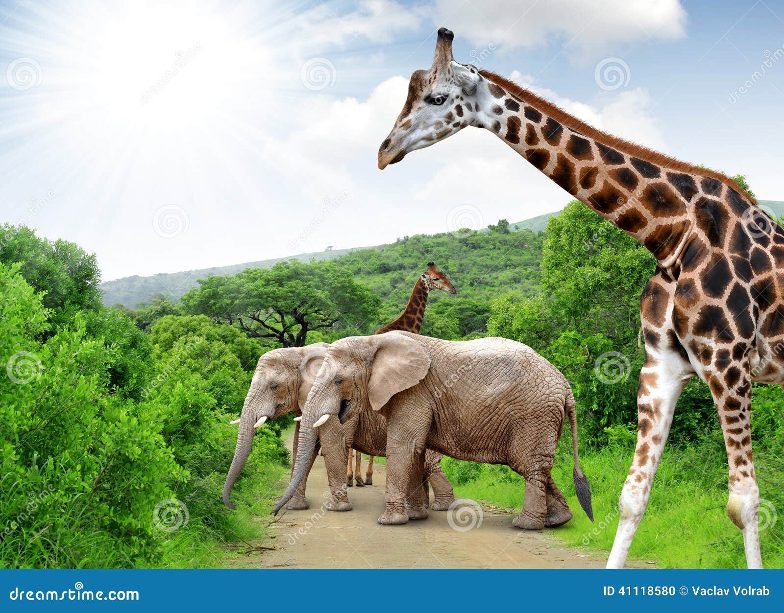 Giraffe and elephants stock photo. Image of giraffe, africa - 41118580