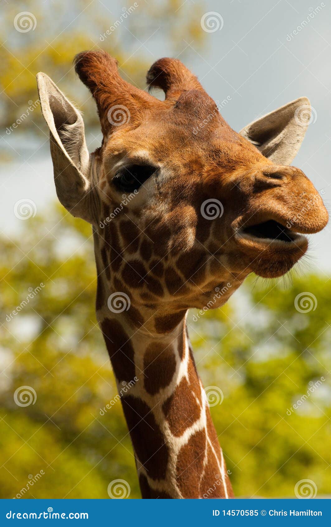 Giraffe Enjoying the Sunshine Stock Image - Image of nose, relaxed ...