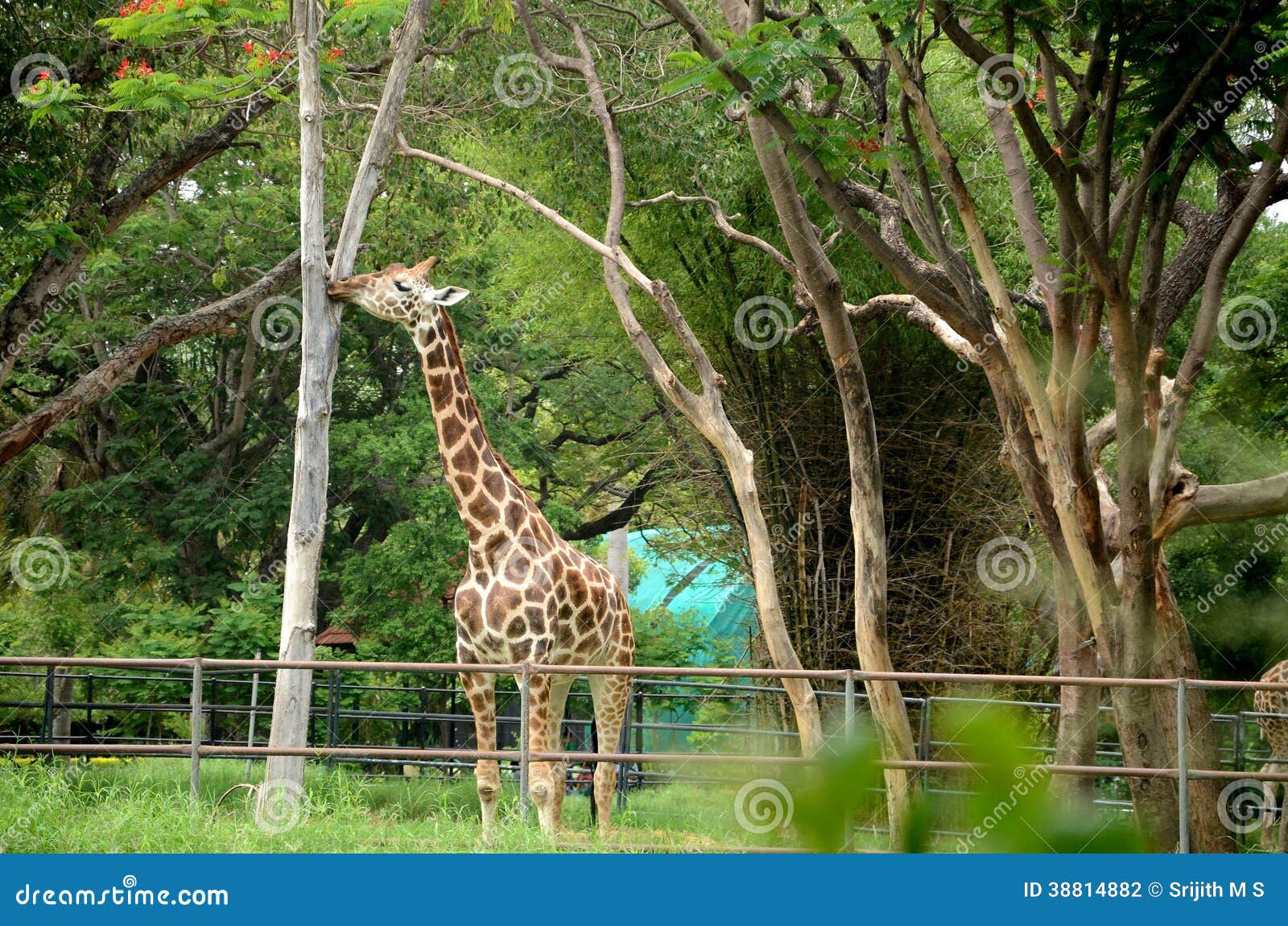 Giraffe stock photo. Image of captured, trunk, greenery - 38814882