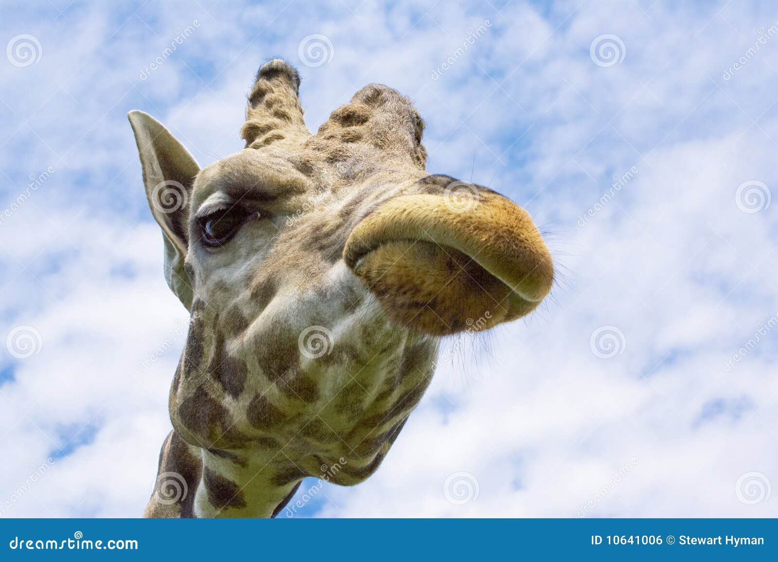 The Giraffe Face stock photo. Image of tall, unimpressed - 10641006