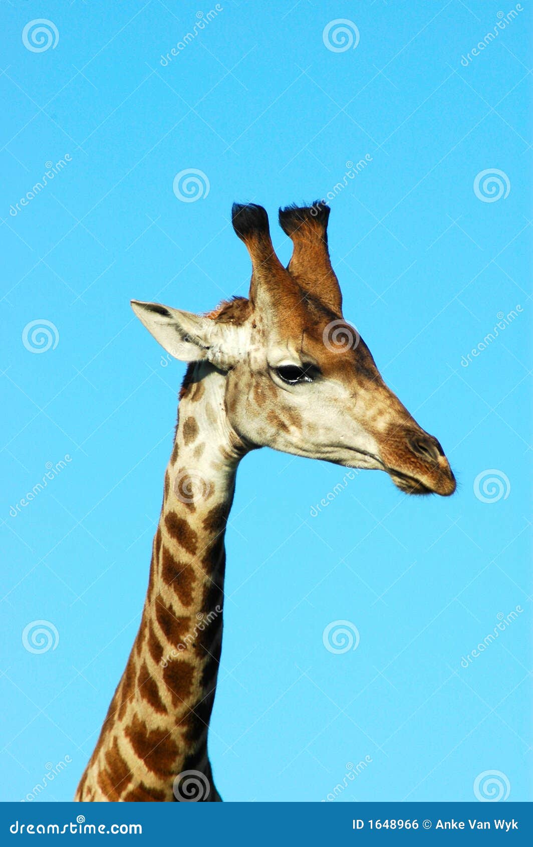 Giraffe face stock photo. Image of bored, conservation - 1648966