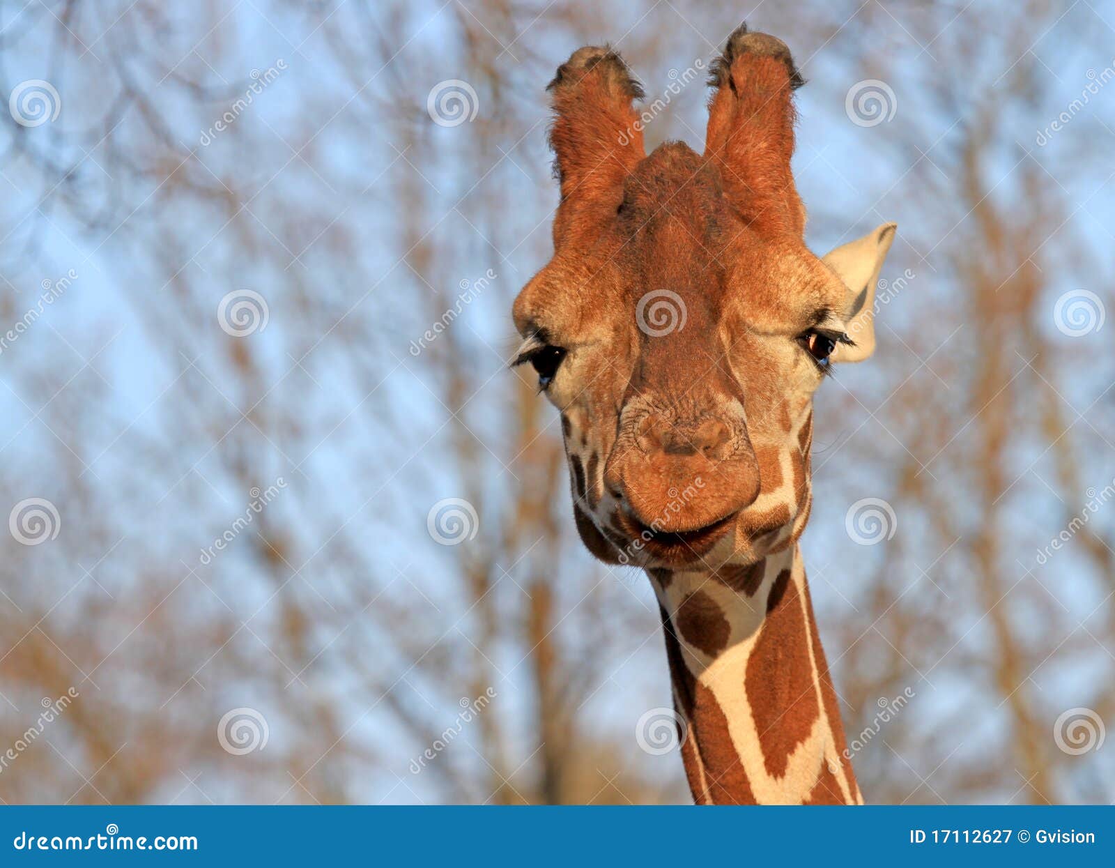 Giraffe face stock image. Image of park, wildlife, looking - 17112627