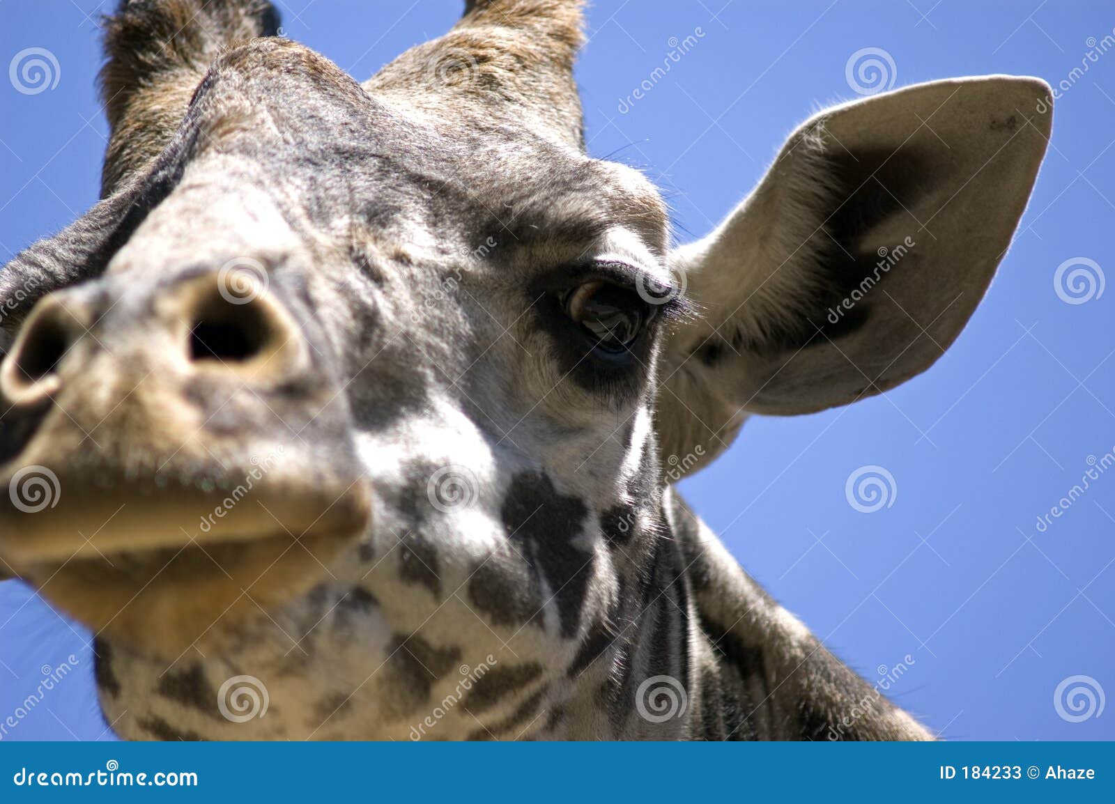 Giraffe face stock image. Image of giraffe, funny, details - 184233