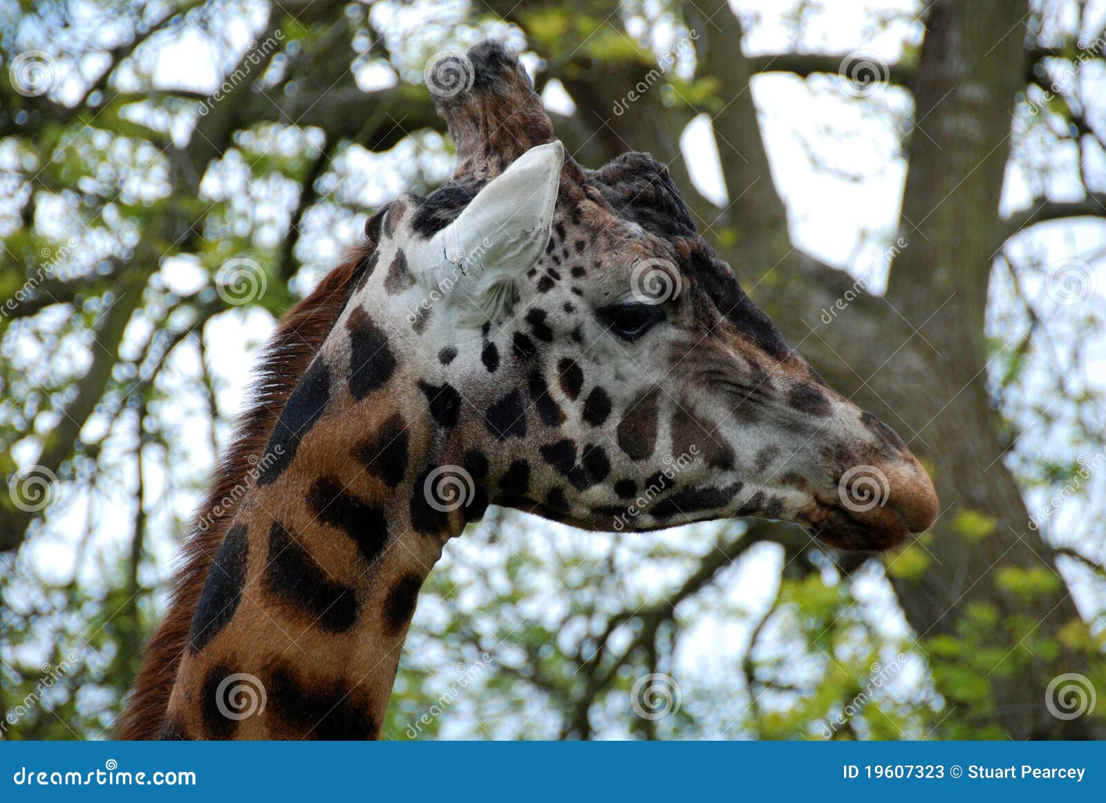 Giraffe face 2 stock image. Image of tall, longleat, male - 19607323