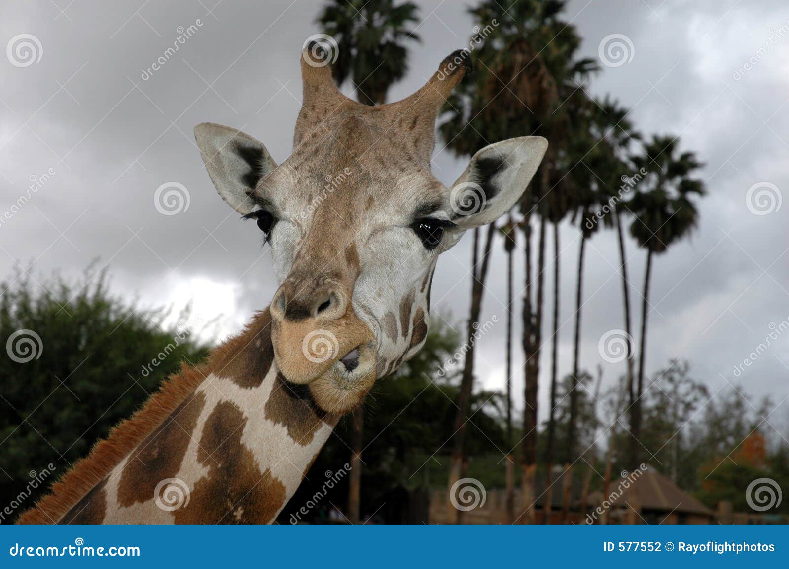 Giraffe face stock photo. Image of close, eyes, ears, wildlife - 577552
