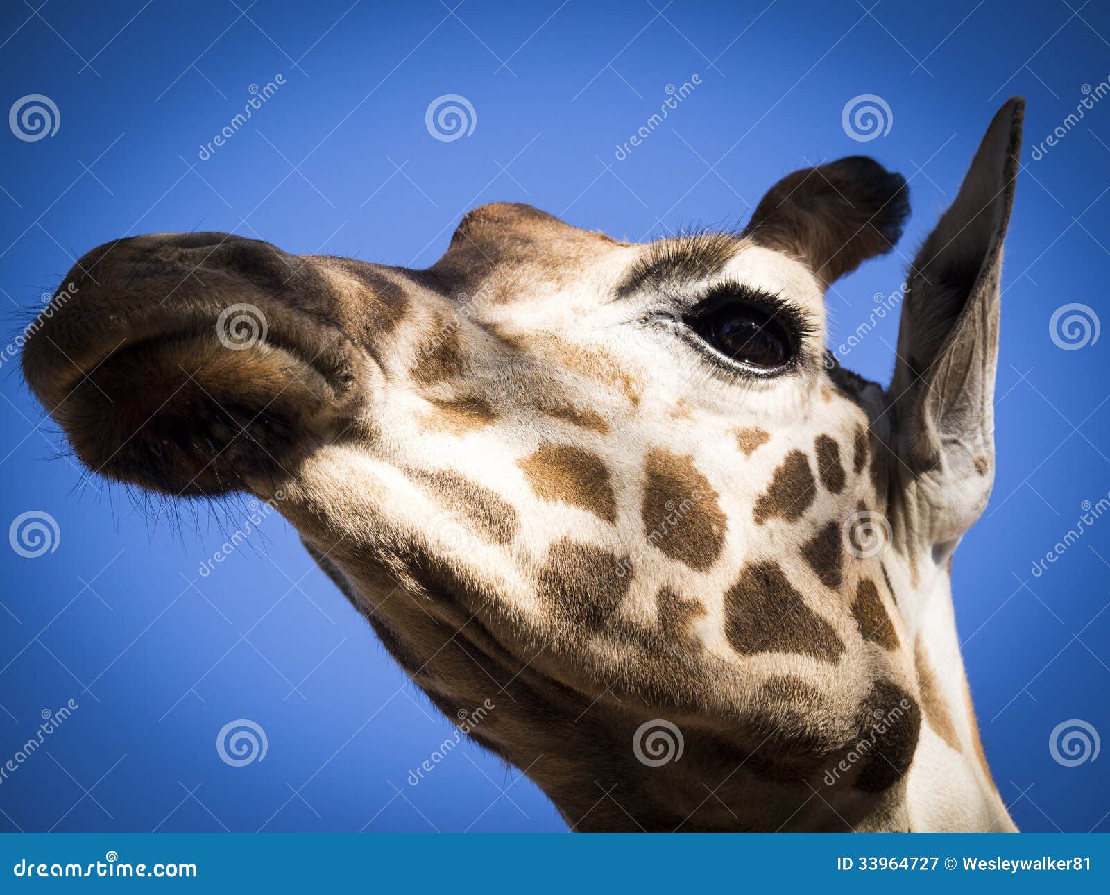 Giraffe Face Against Blue Sky Stock Image - Image of taronga, animal ...