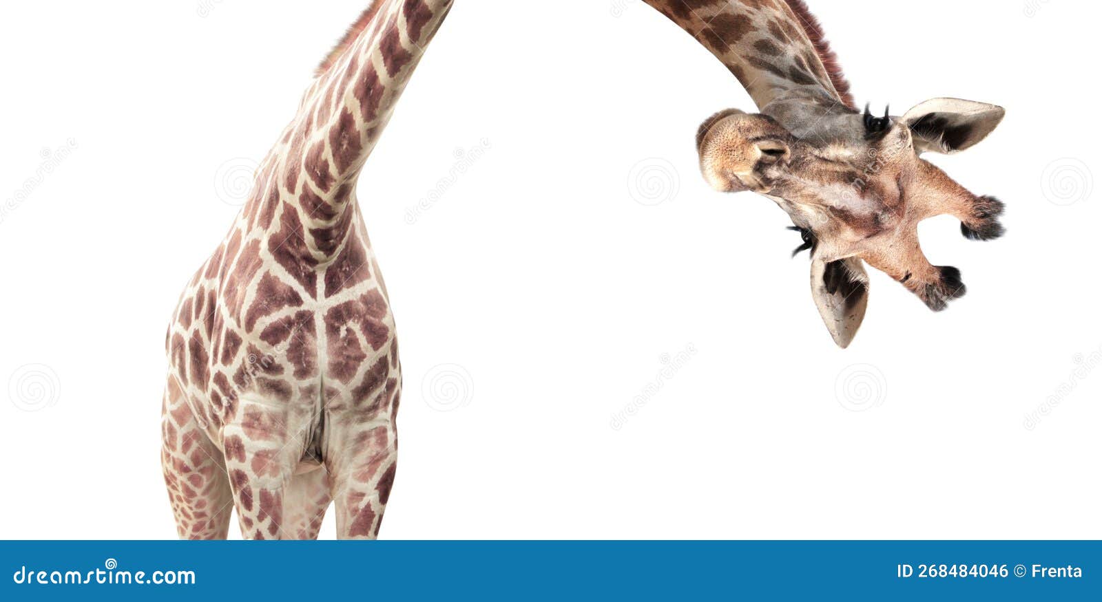 Giraffe Face Head Hanging Upside Down. Curious Gute Giraffe Peeks from ...