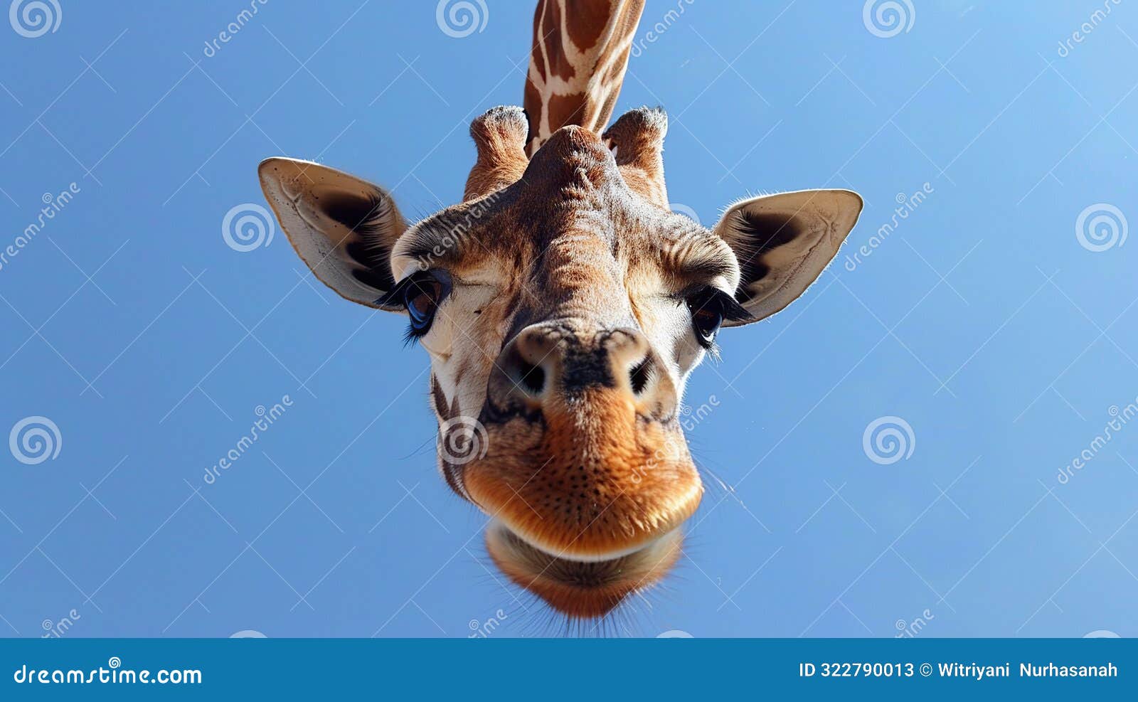 Giraffe Face Head Hanging Upside Down. Generative Ai Stock Illustration - Illustration of ...