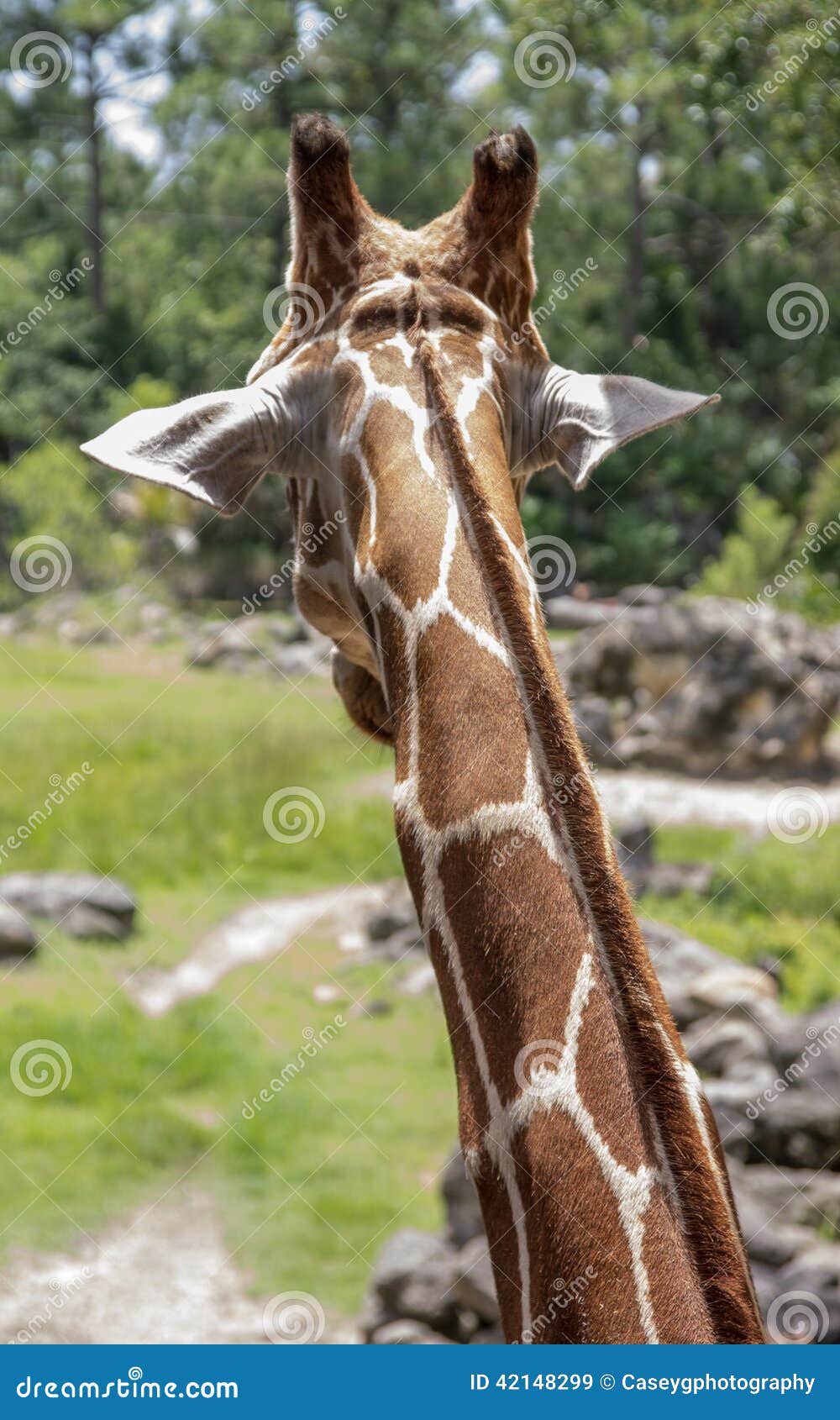 Giraffe Facing The Camera And Looks Cute In Kruger National Park Stock ...