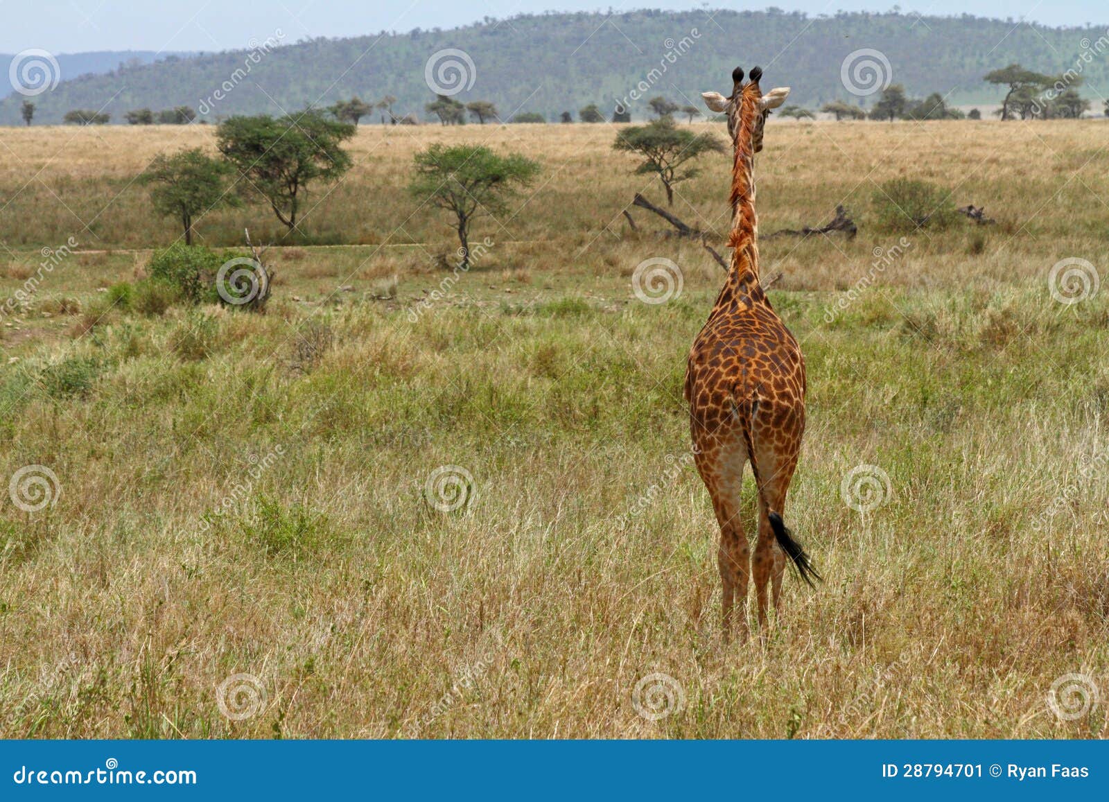 117 Giraffe Facing Photos - Free & Royalty-Free Stock Photos from ...