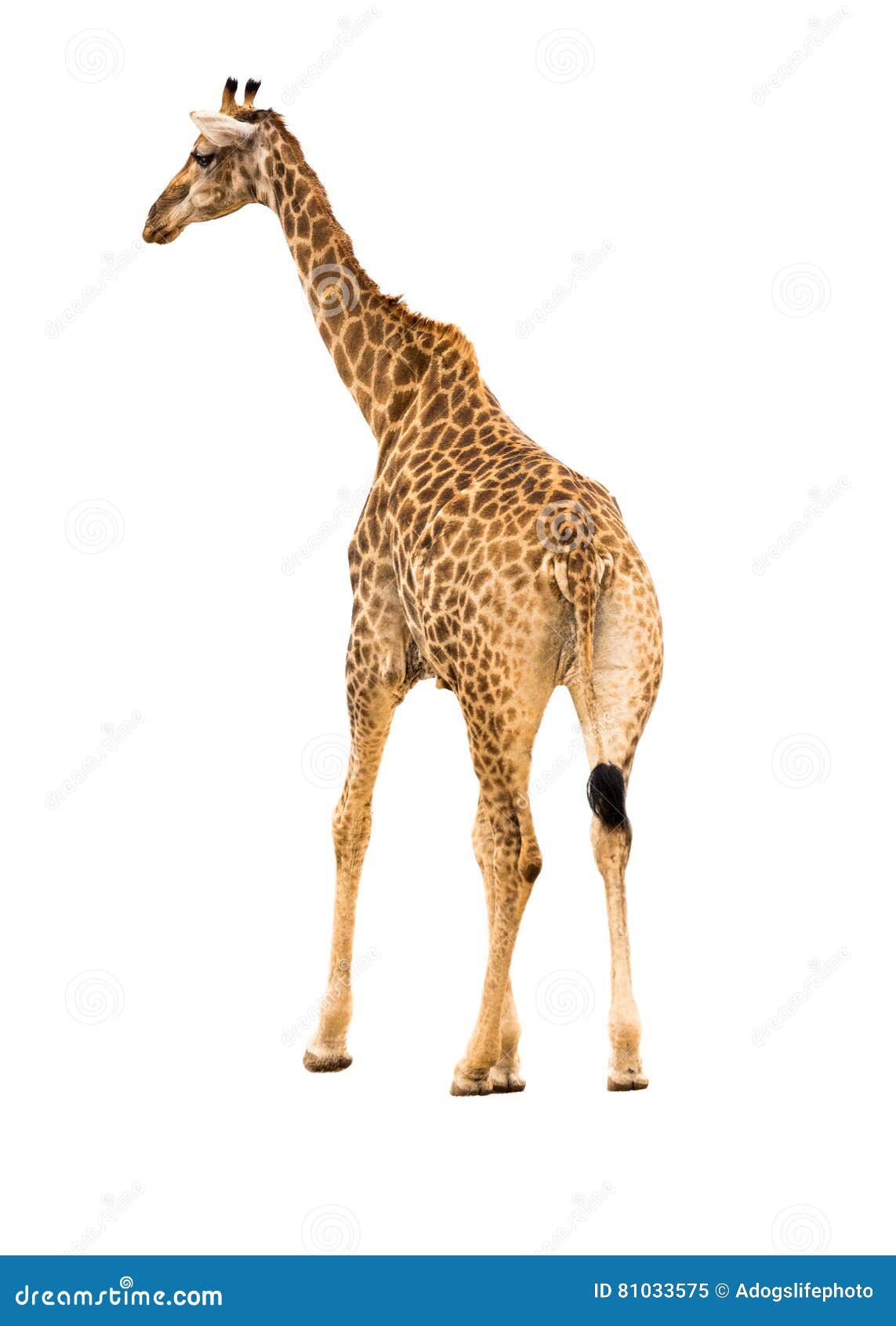 Giraffe Facing Side Isolated White Stock Photos - Free & Royalty-Free ...