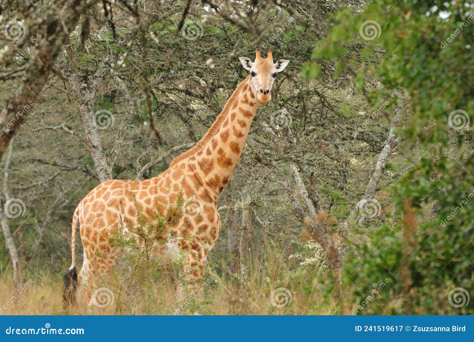 Giraffe Facing To Camera in Uganda Stock Image - Image of african ...