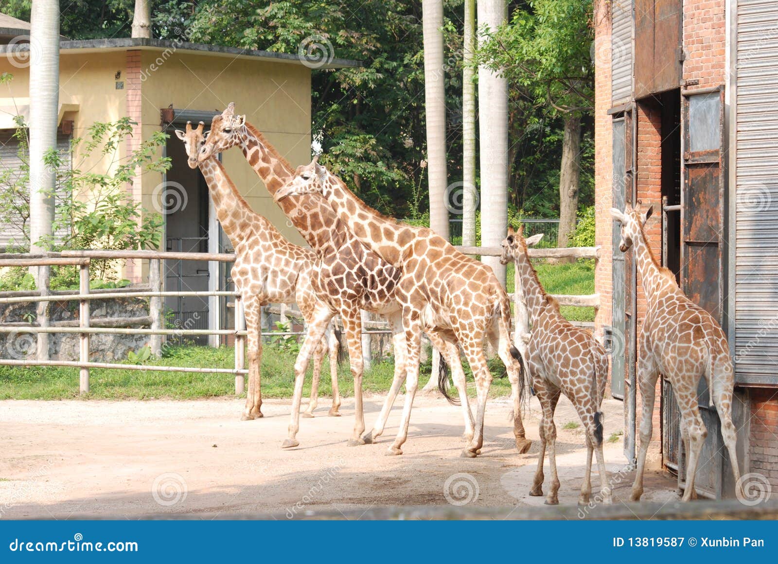 Giraffe family stock image. Image of conservation, elegant - 13819587