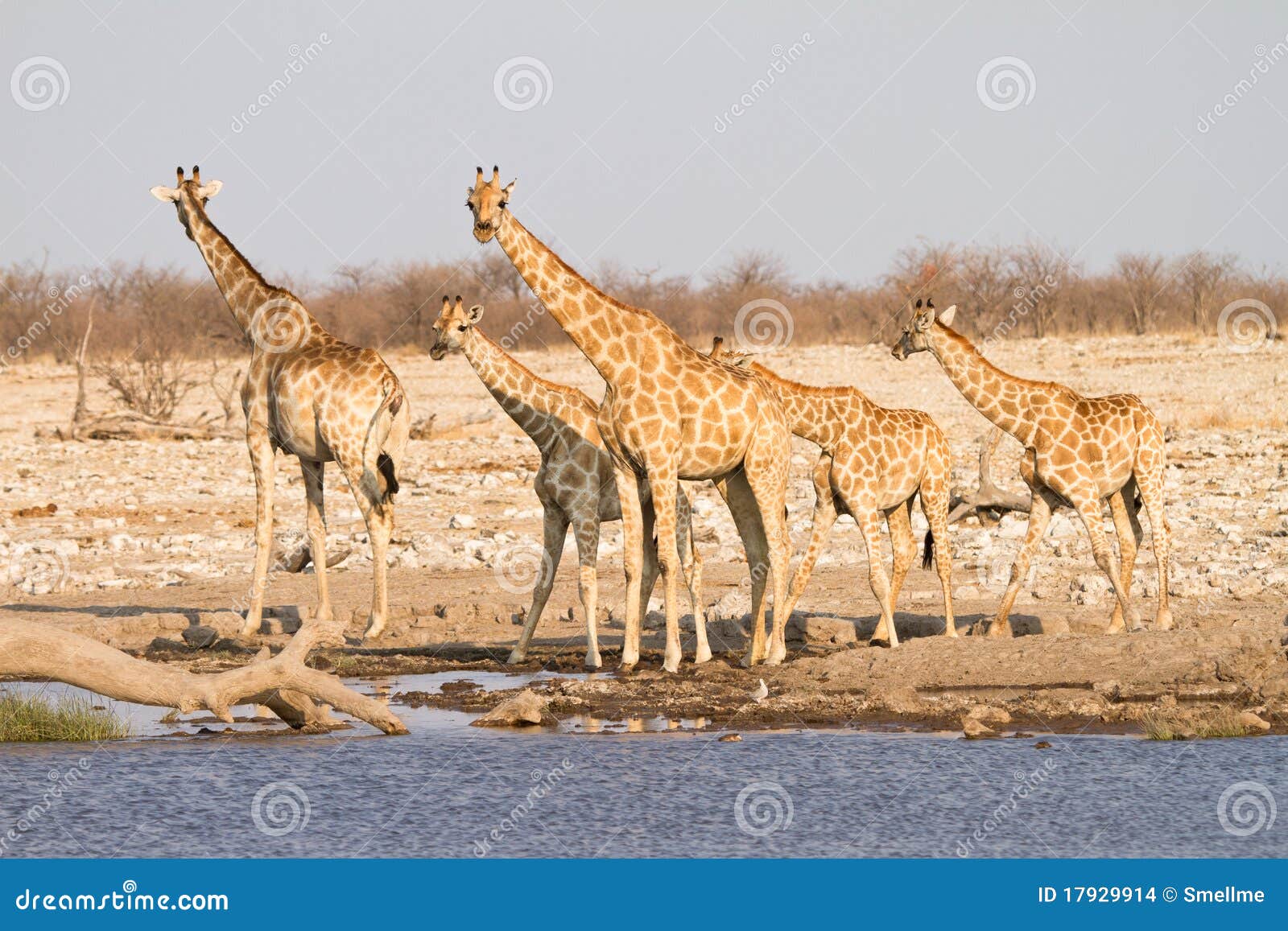 Giraffe Family Stock Image | CartoonDealer.com #49848553