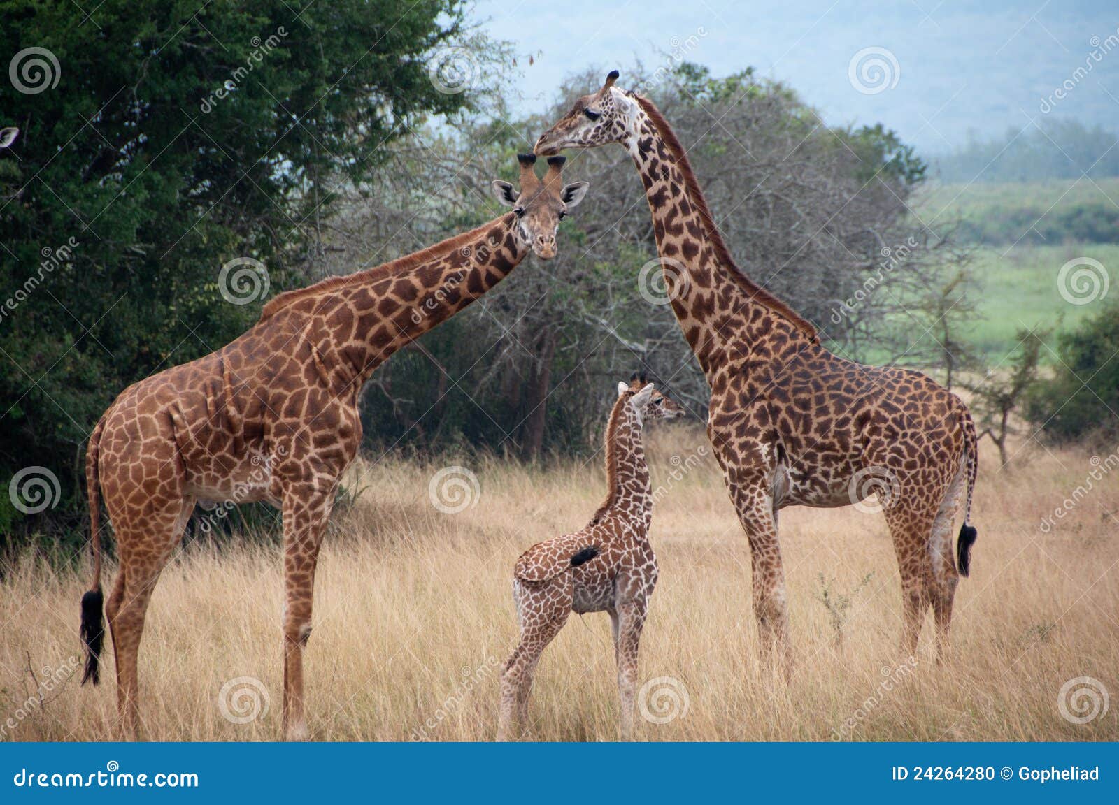 Giraffe Family Stock Photo - Image: 24264280