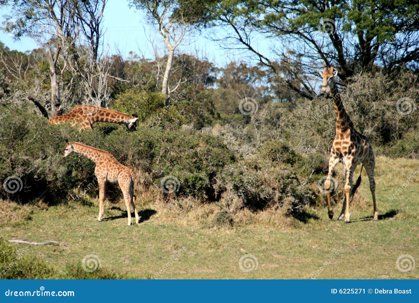 Giraffe family stock image. Image of game, climate, graze - 6225271