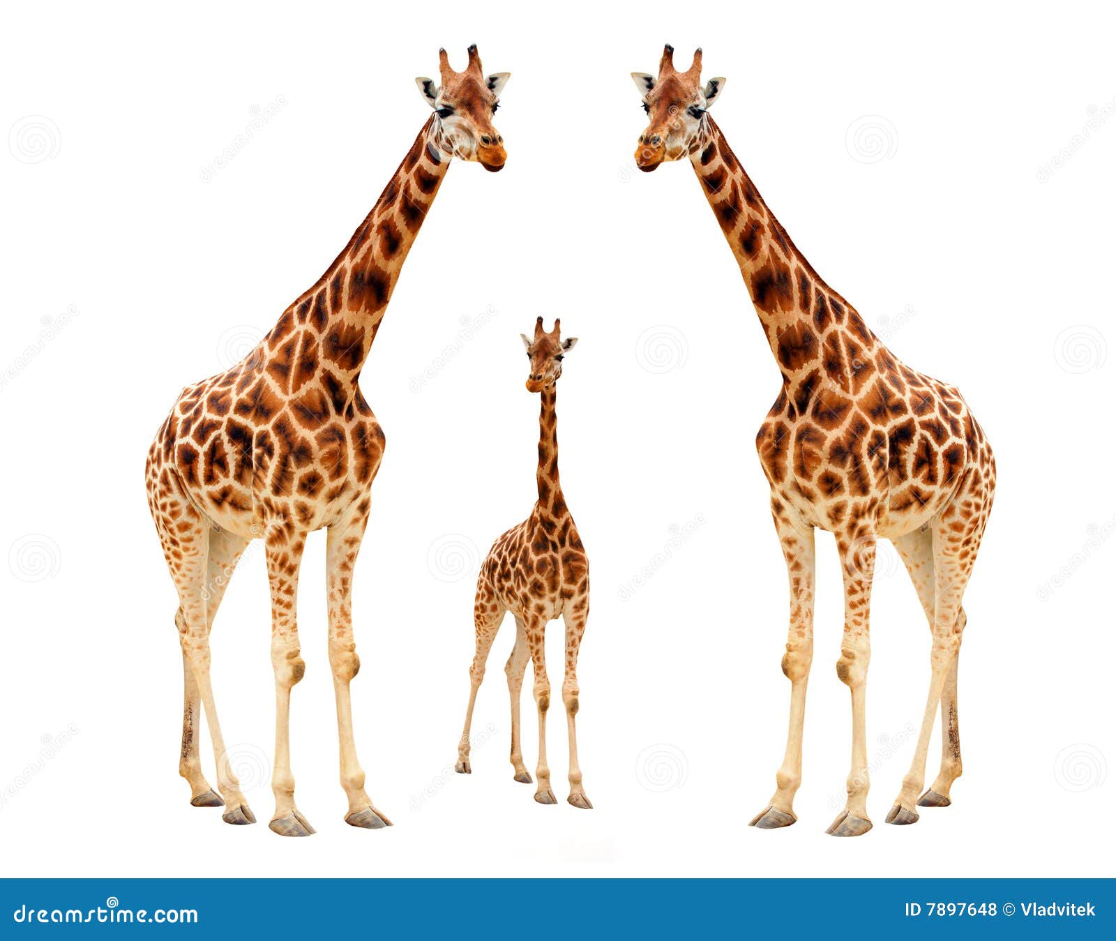 Giraffe Family Royalty Free Stock Photos - Image: 7897648
