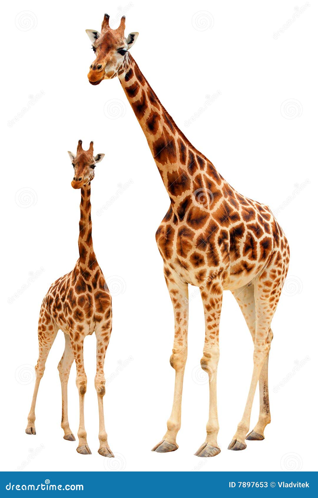 Giraffe Family Stock Photos - Image: 7897653